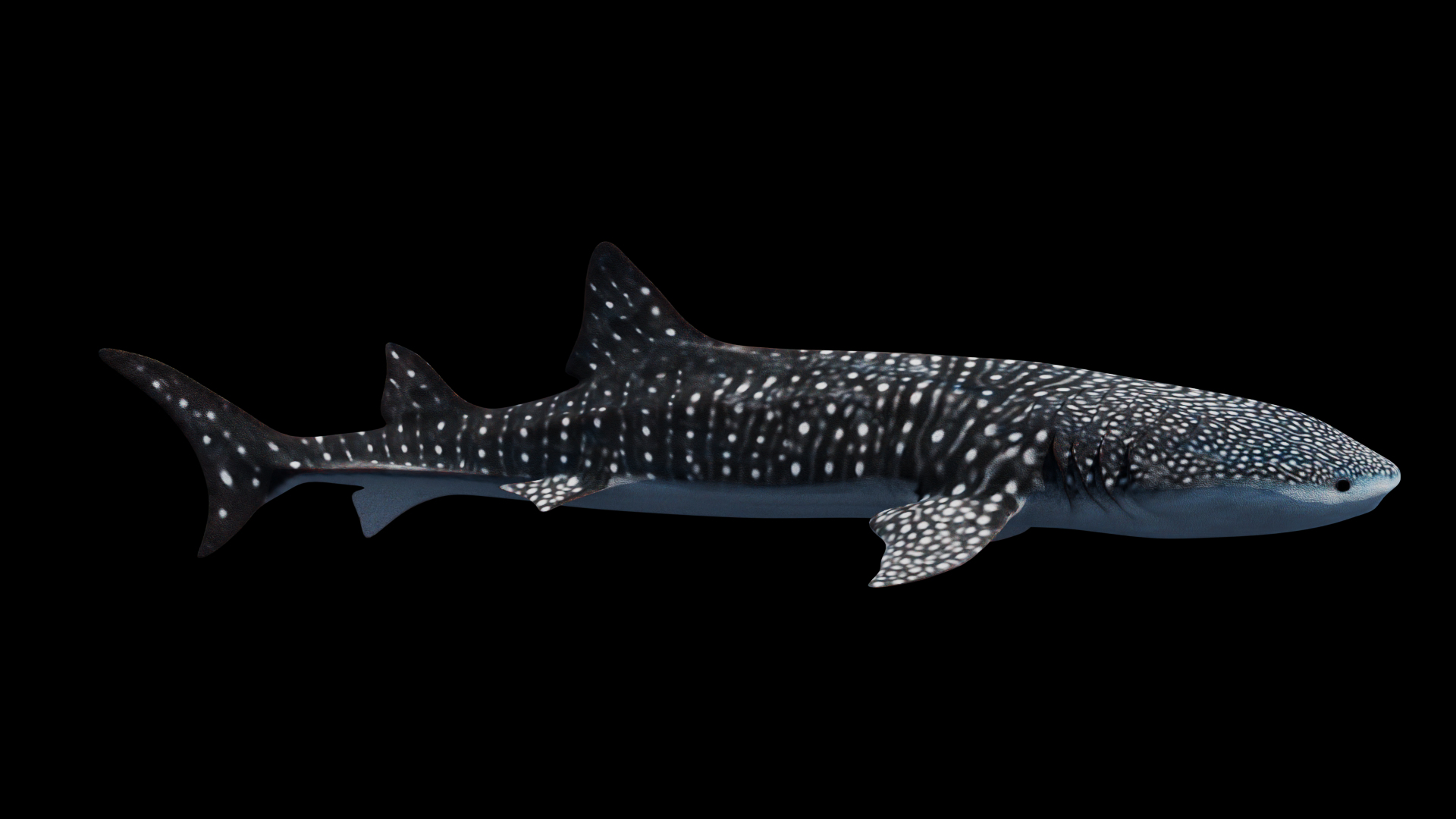 Animated Whale Shark 3D - TurboSquid 2178604