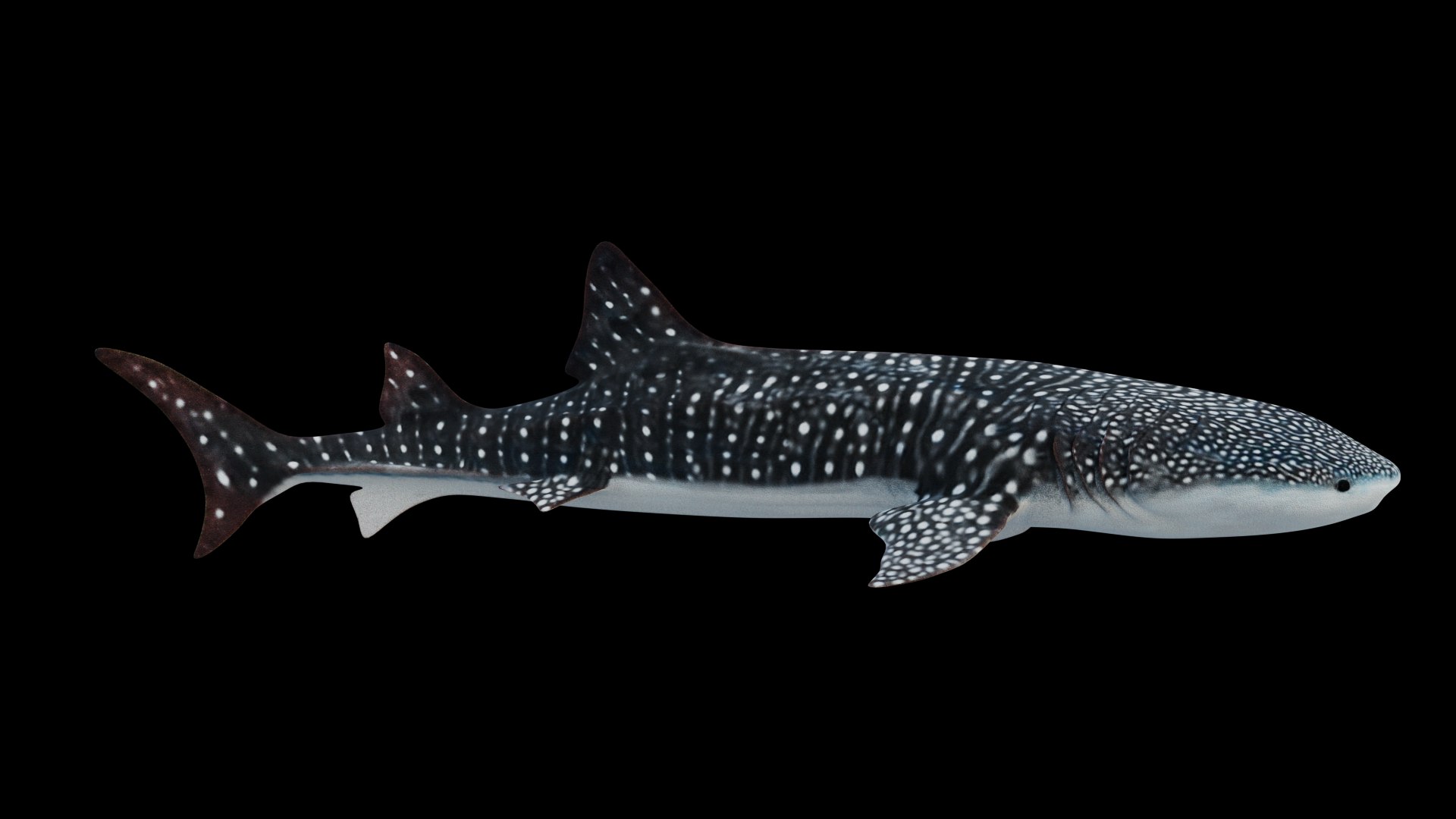 Animated Whale Shark 3D - TurboSquid 2178604