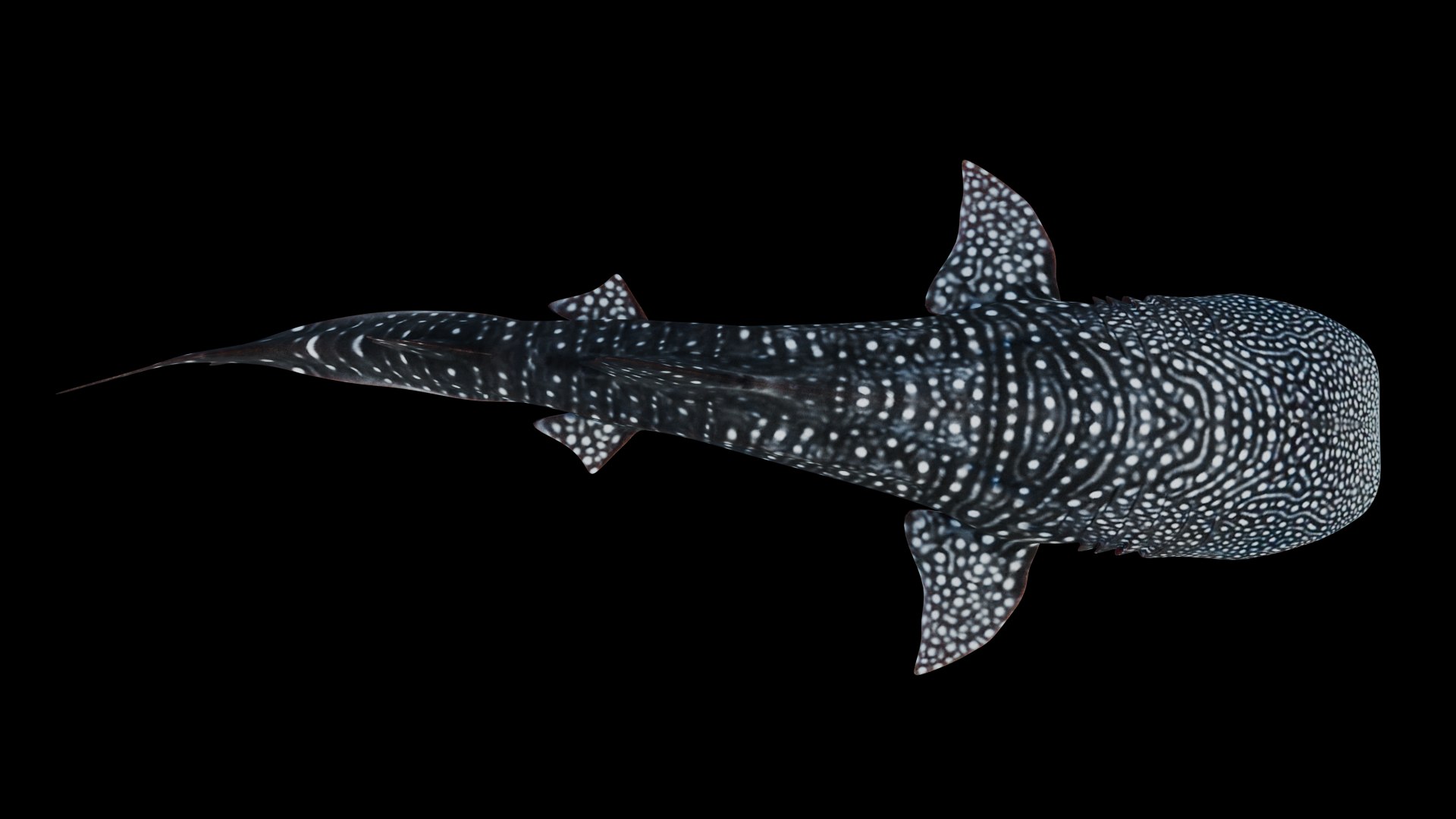 Animated Whale Shark 3D - TurboSquid 2178604