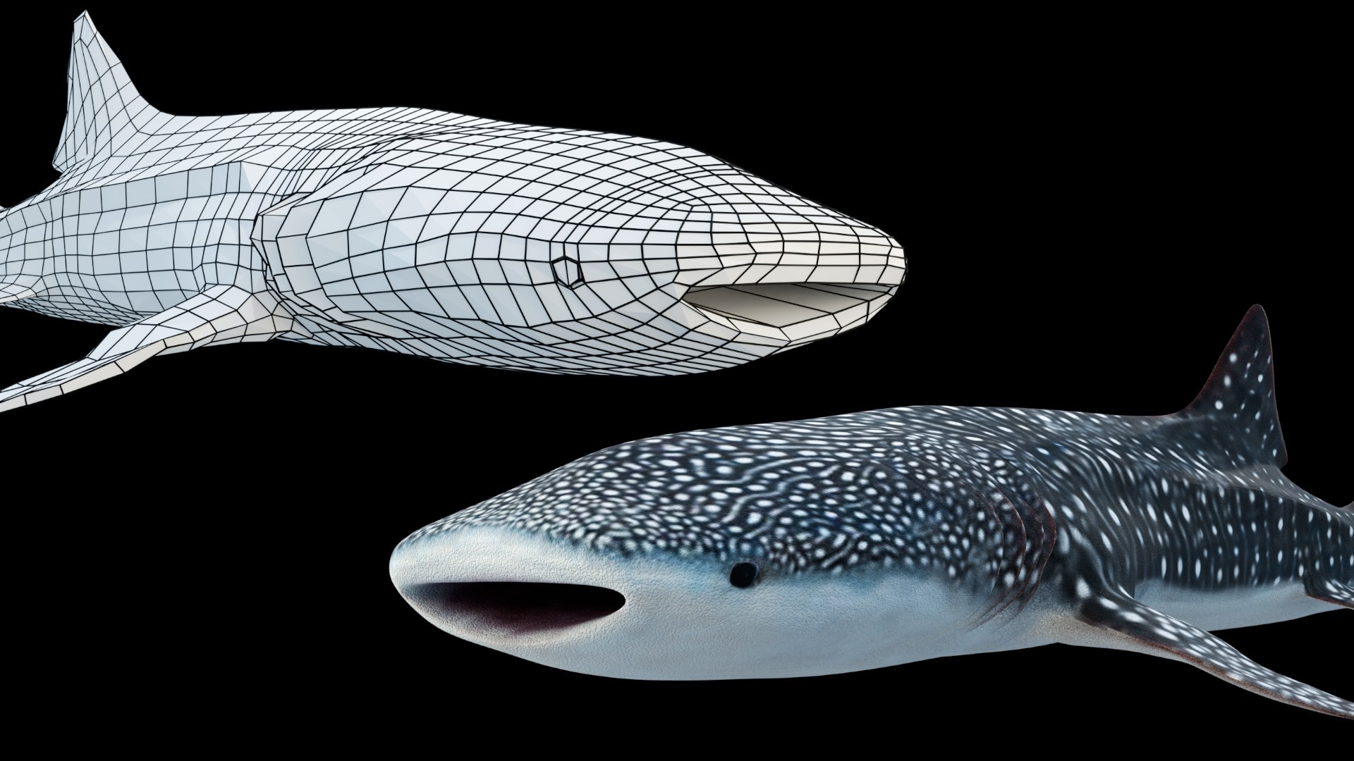 Animated Whale Shark 3D - TurboSquid 2178604