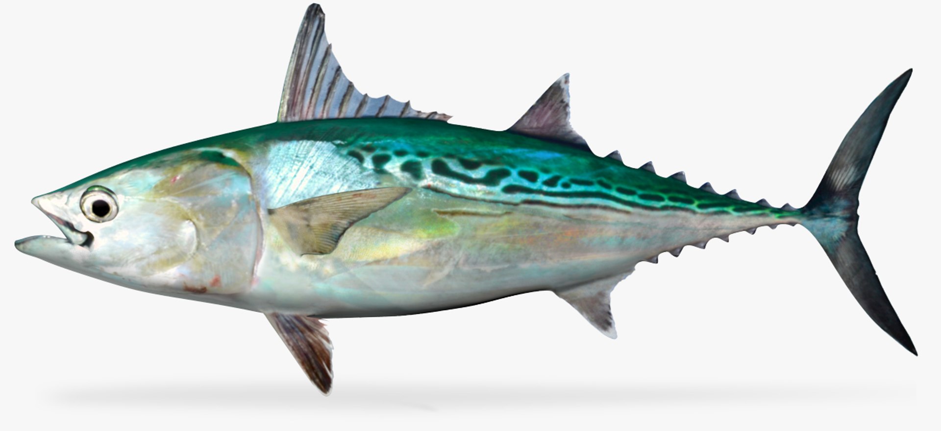 3D Sport Fish - TurboSquid 1217224