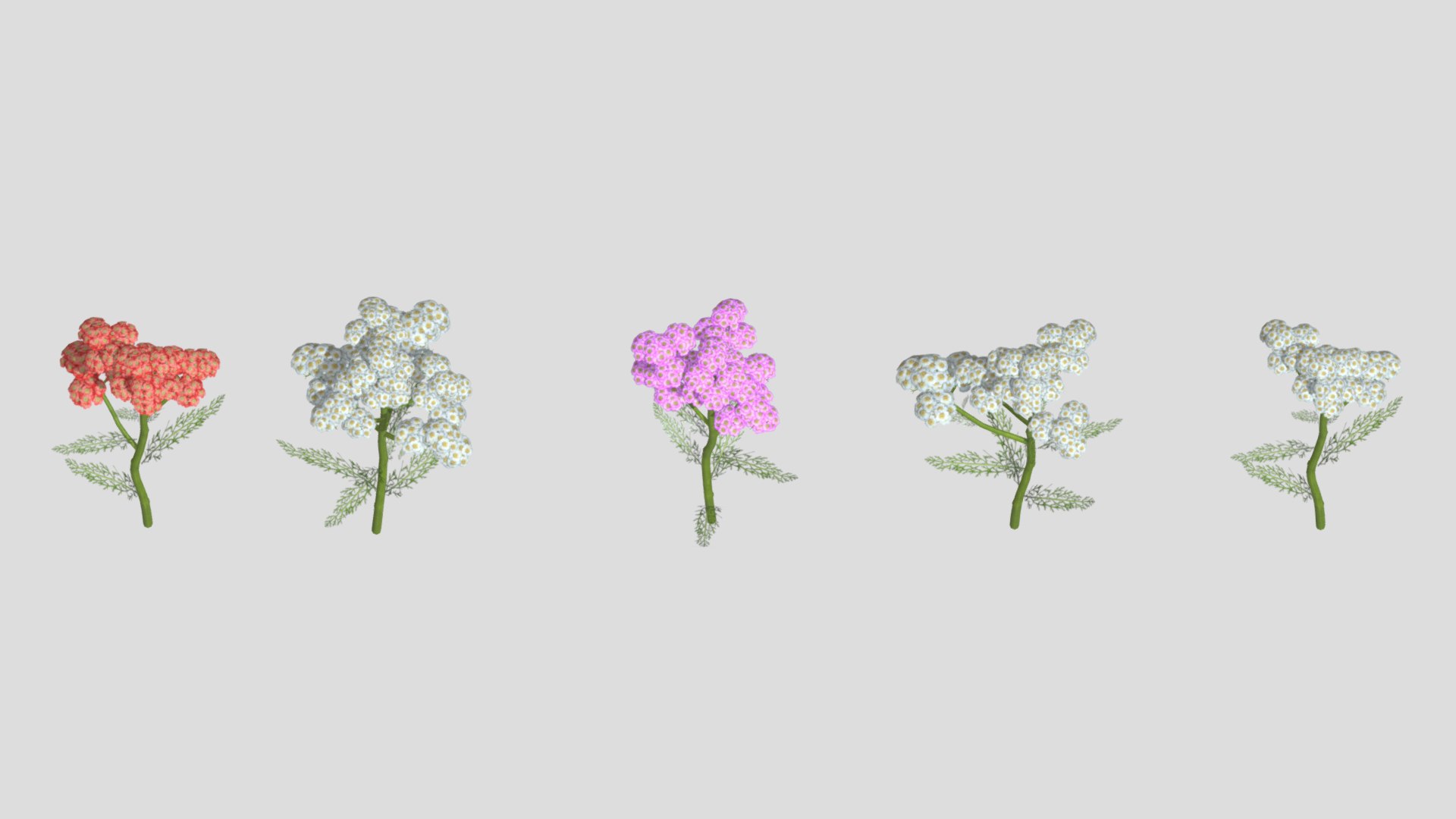 3D Yarrow Flower Low Poly Model - TurboSquid 2367647