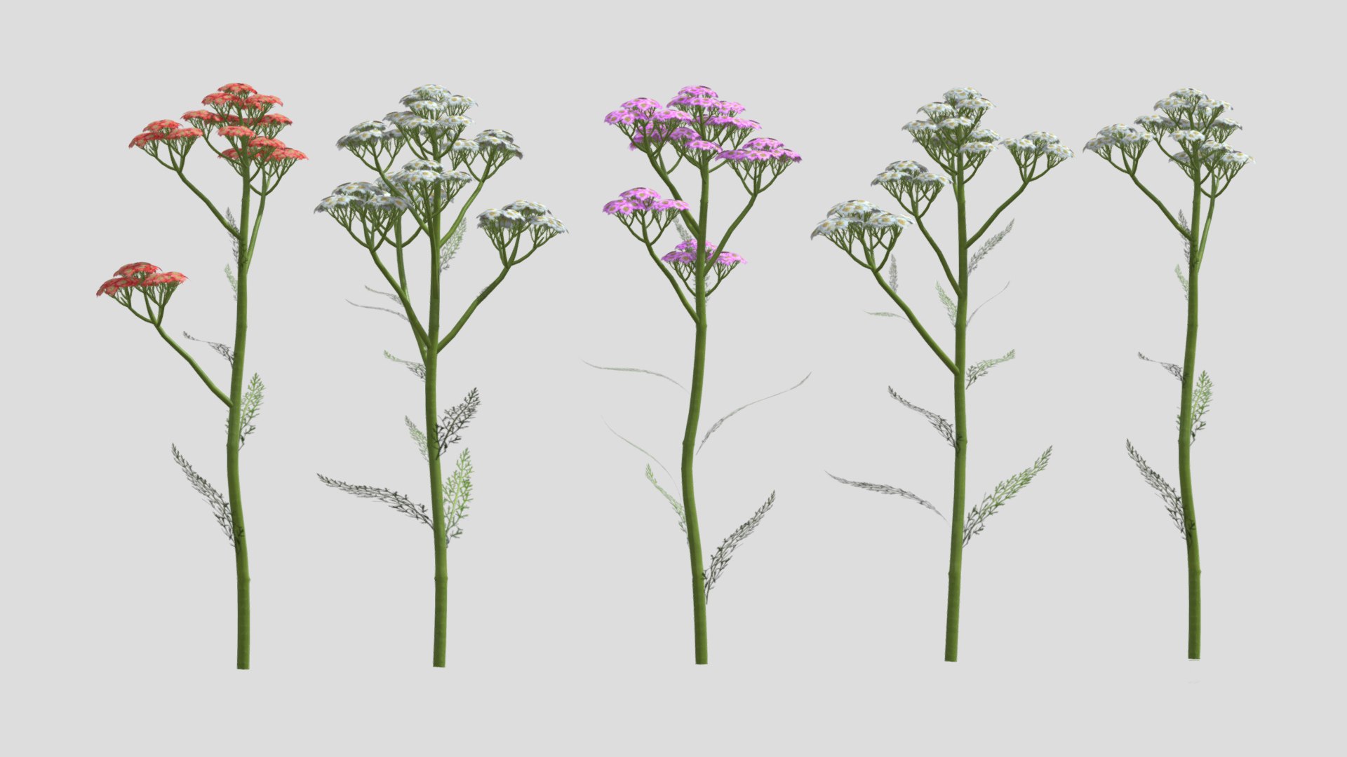 3D Yarrow Flower Low Poly Model - TurboSquid 2367647