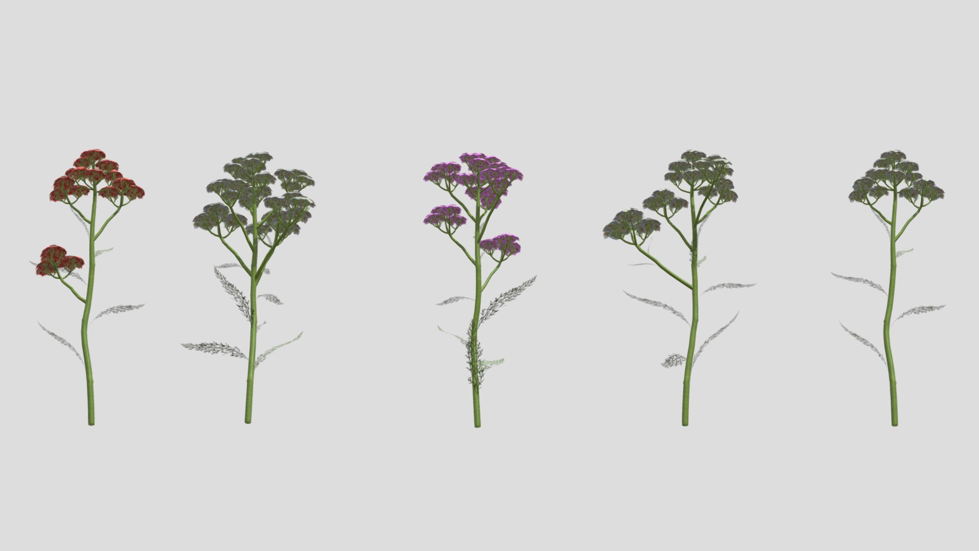 3D Yarrow Flower Low Poly Model - TurboSquid 2367647