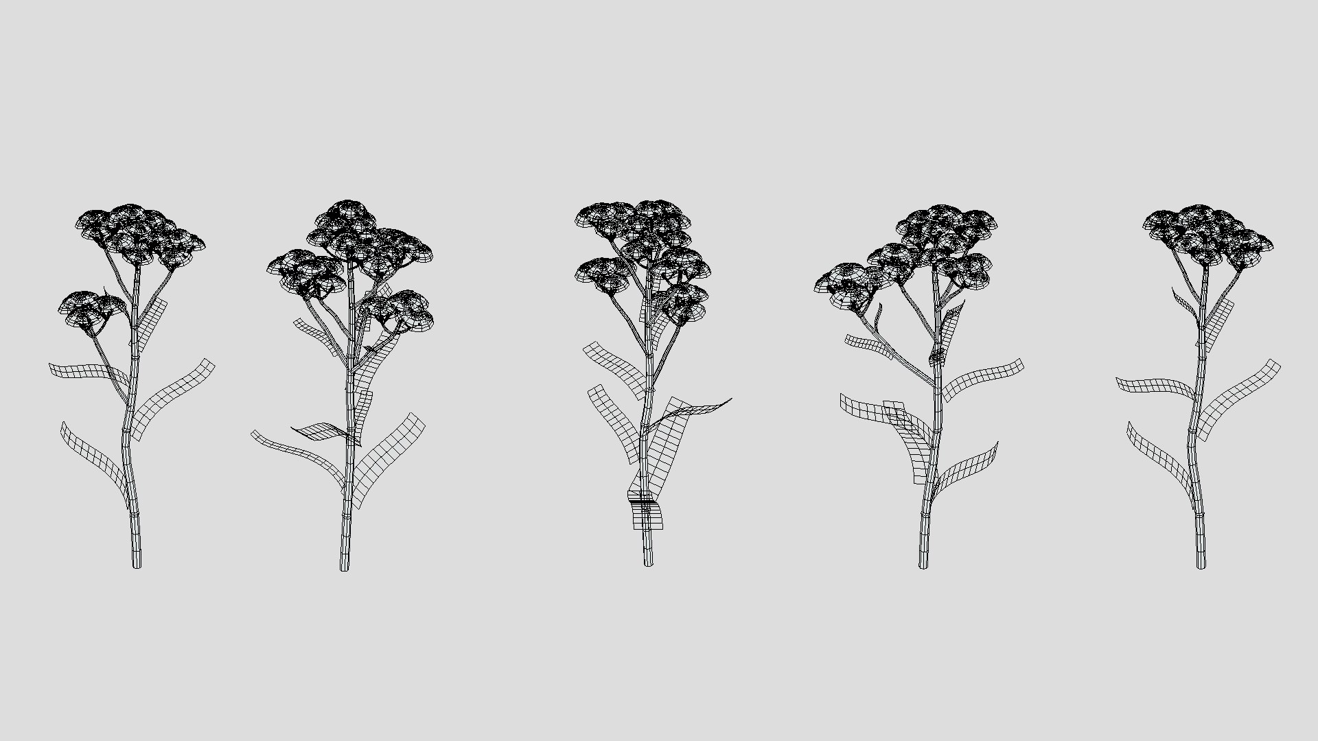 3D Yarrow Flower Low Poly Model - TurboSquid 2367647