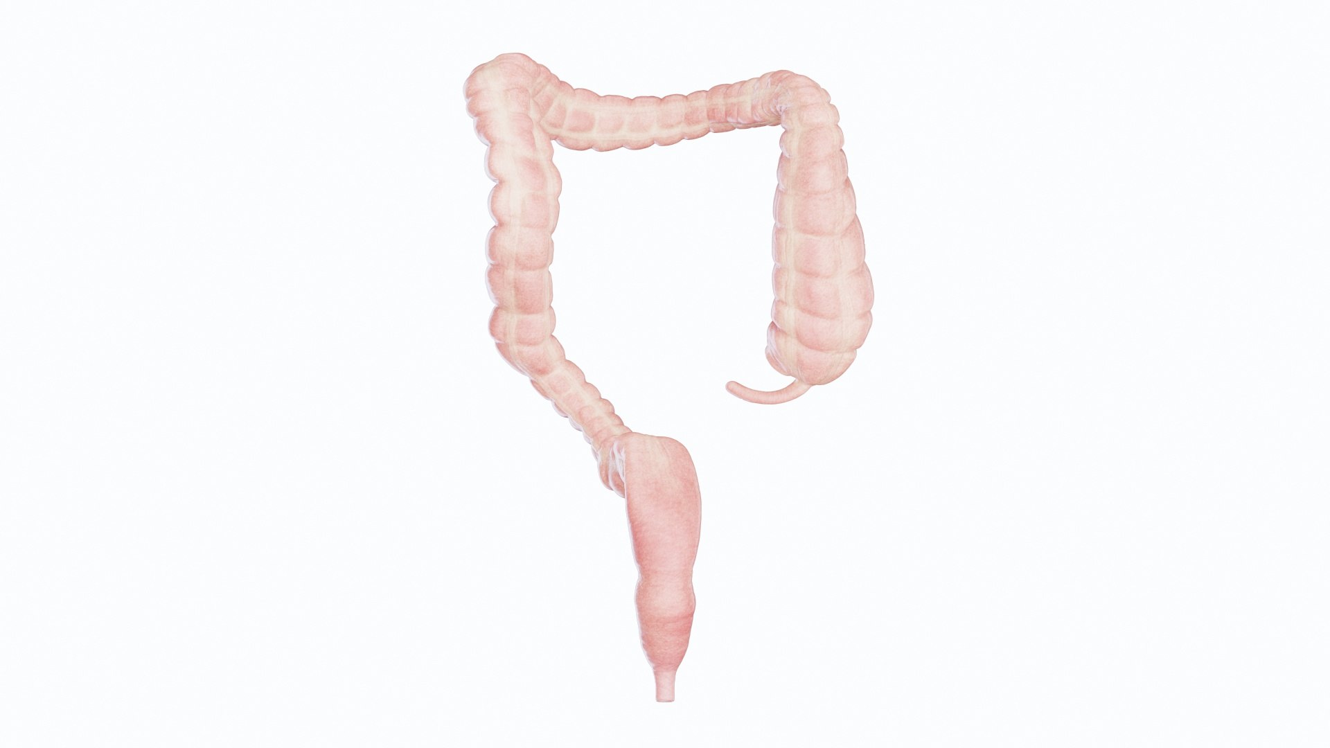 3D Colon - TurboSquid 2200813