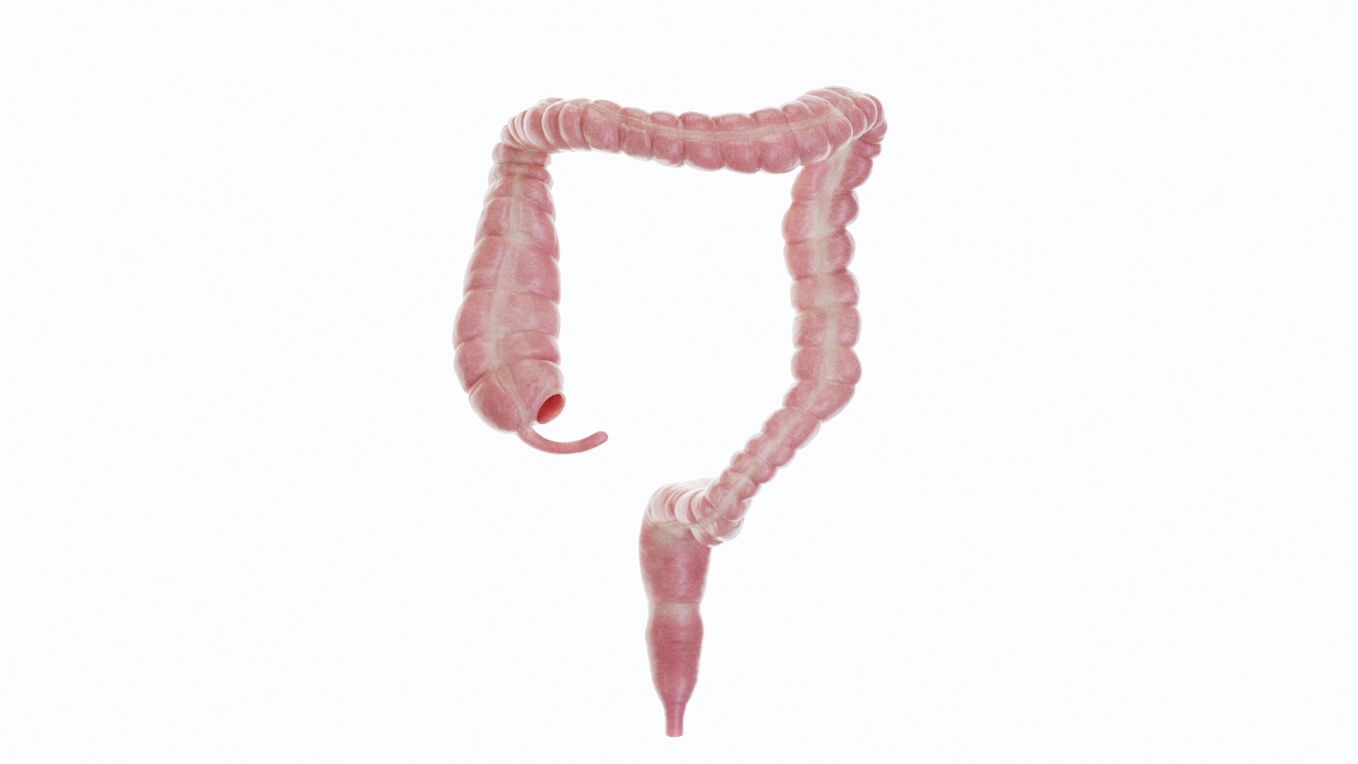 3D Colon - TurboSquid 2200813