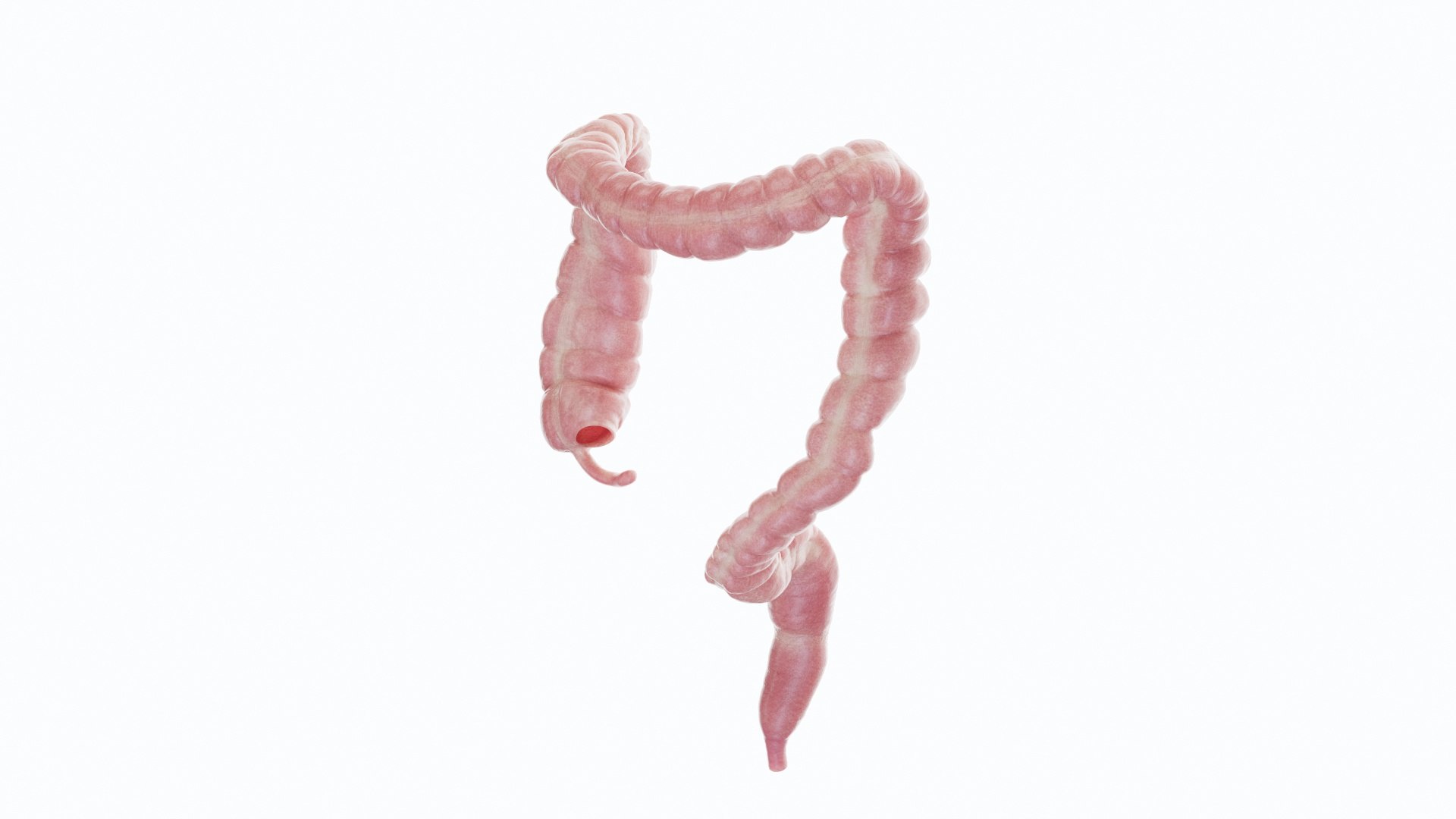 3D Colon - TurboSquid 2200813