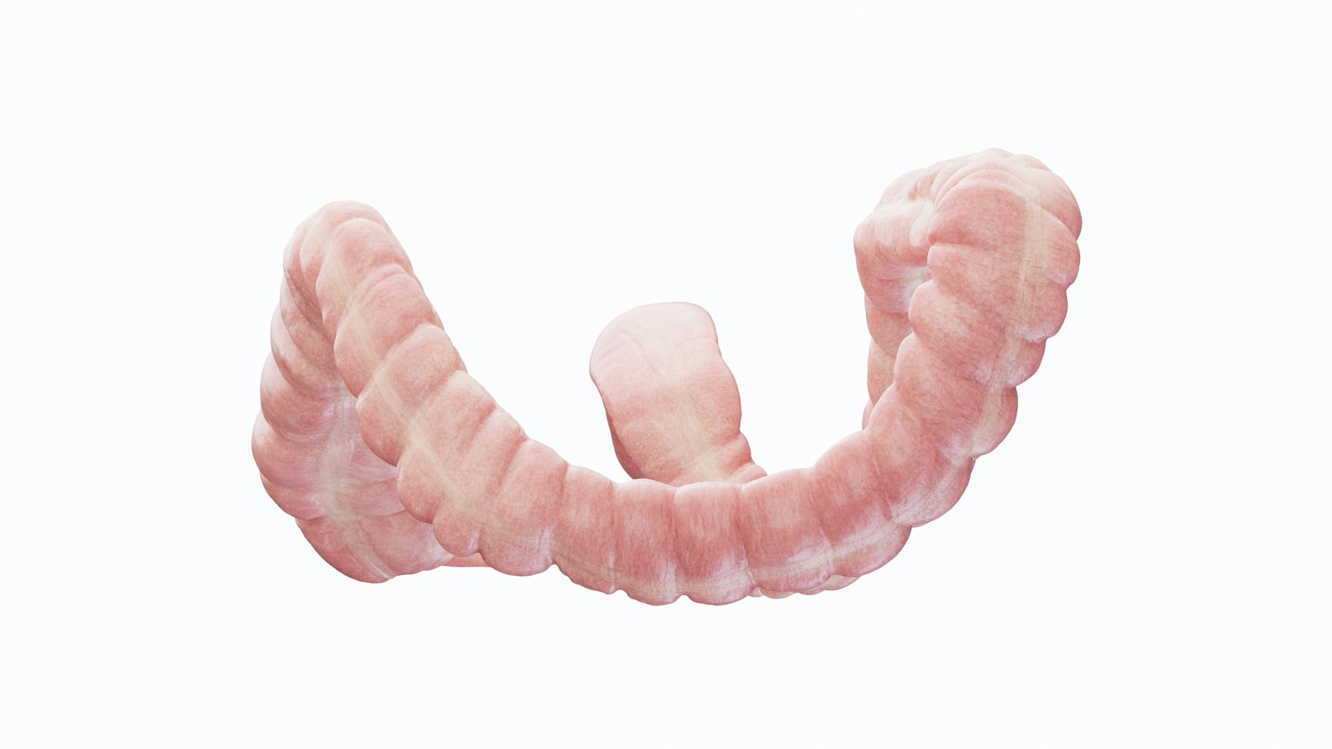 3D Colon - TurboSquid 2200813