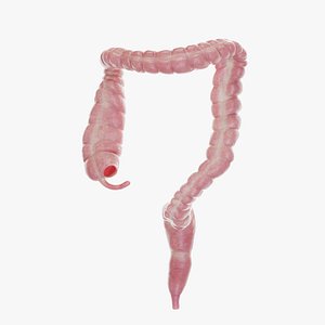 Large Intestine 3D Models for Download | TurboSquid
