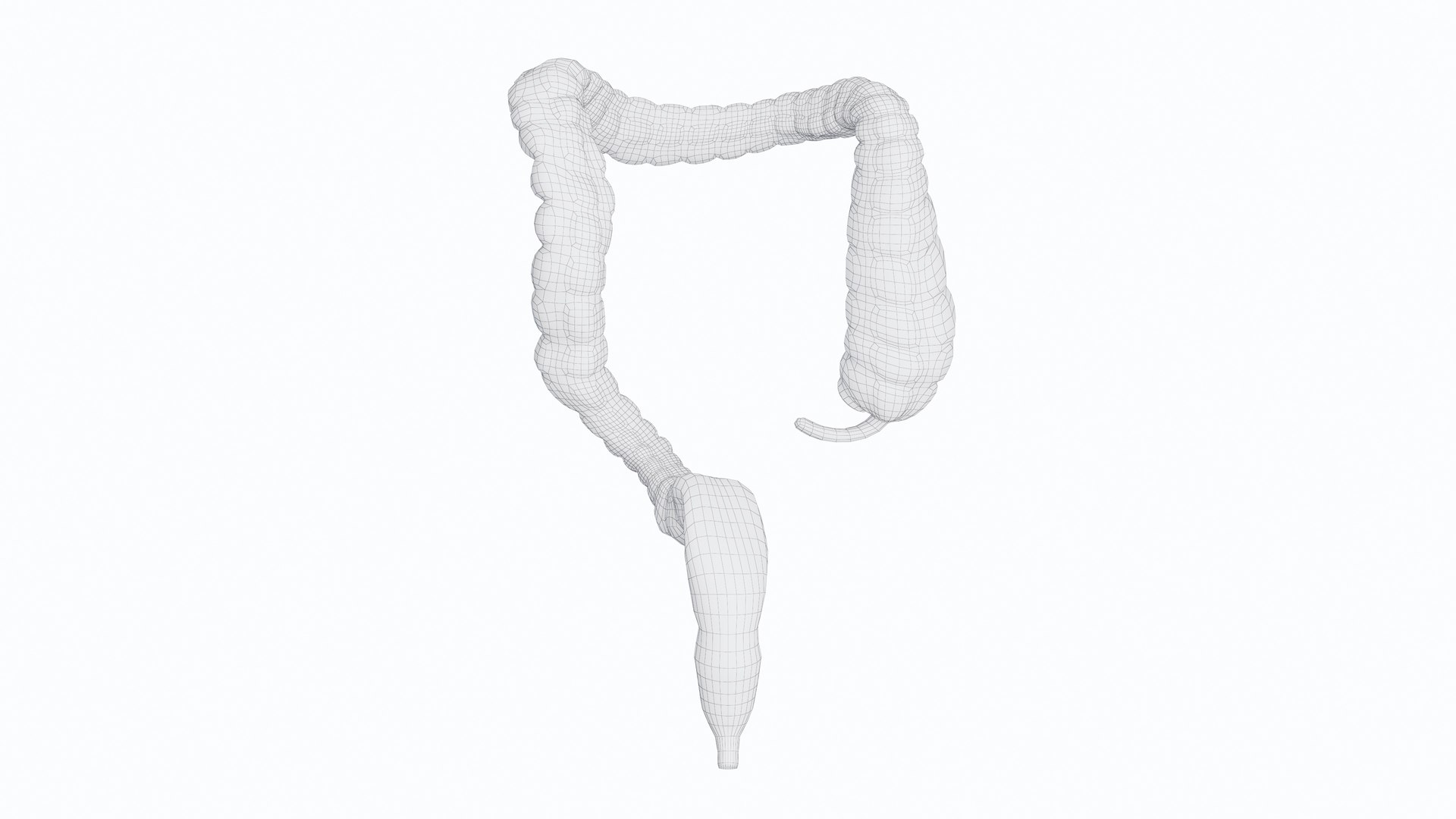 3D Colon - TurboSquid 2200813