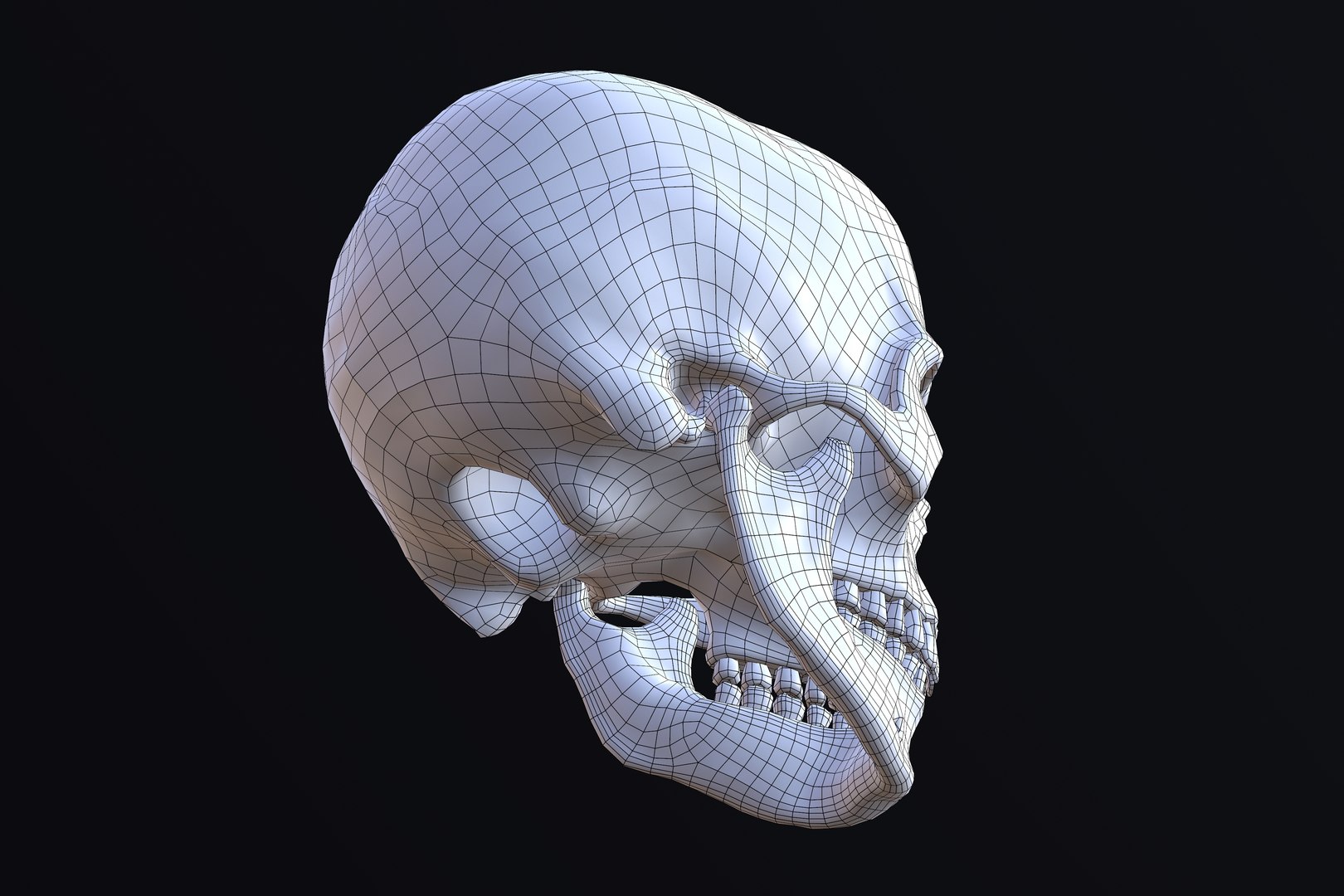 3D Realistic Human Skull Model - TurboSquid 1441169