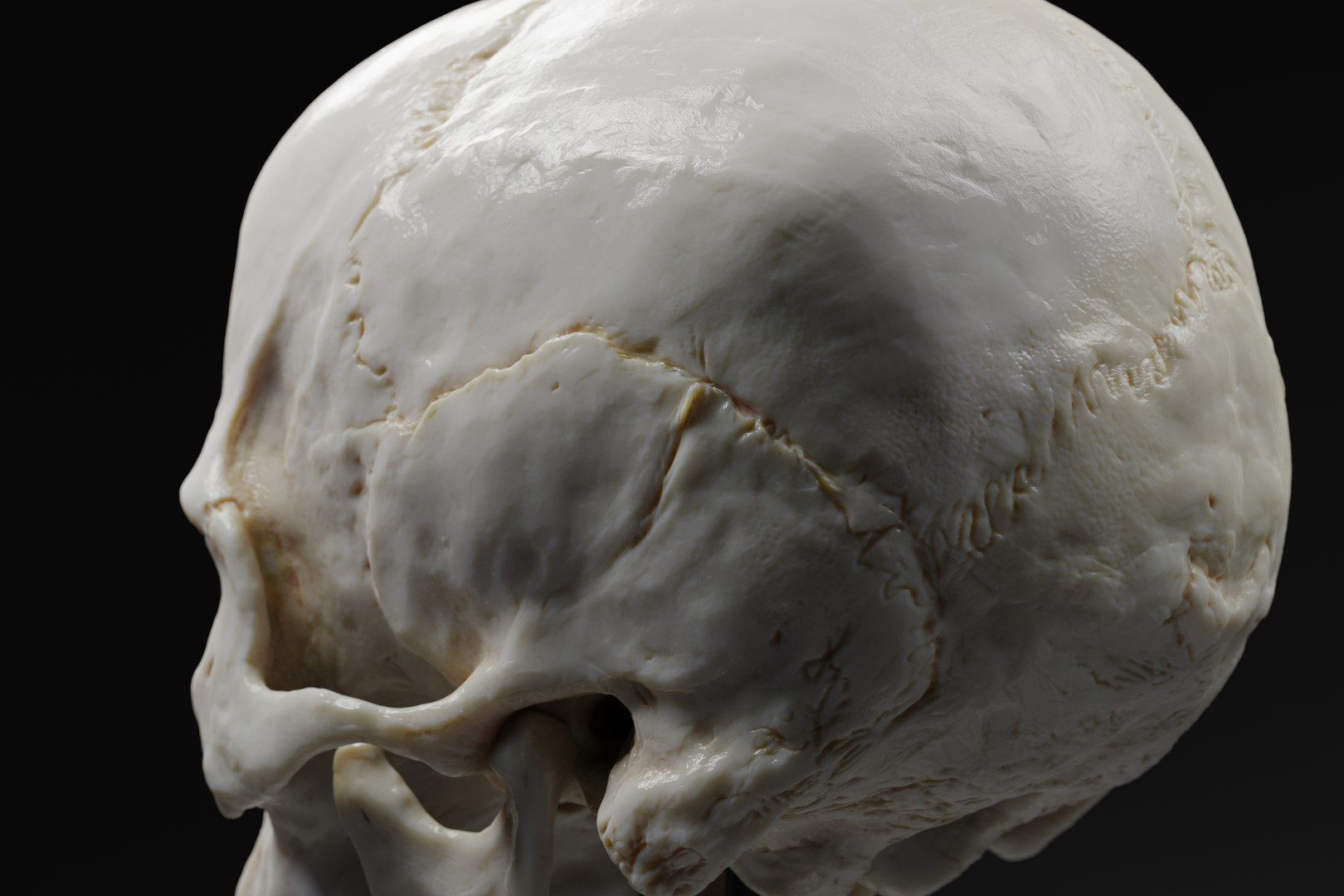 3D Realistic Human Skull Model - TurboSquid 1441169