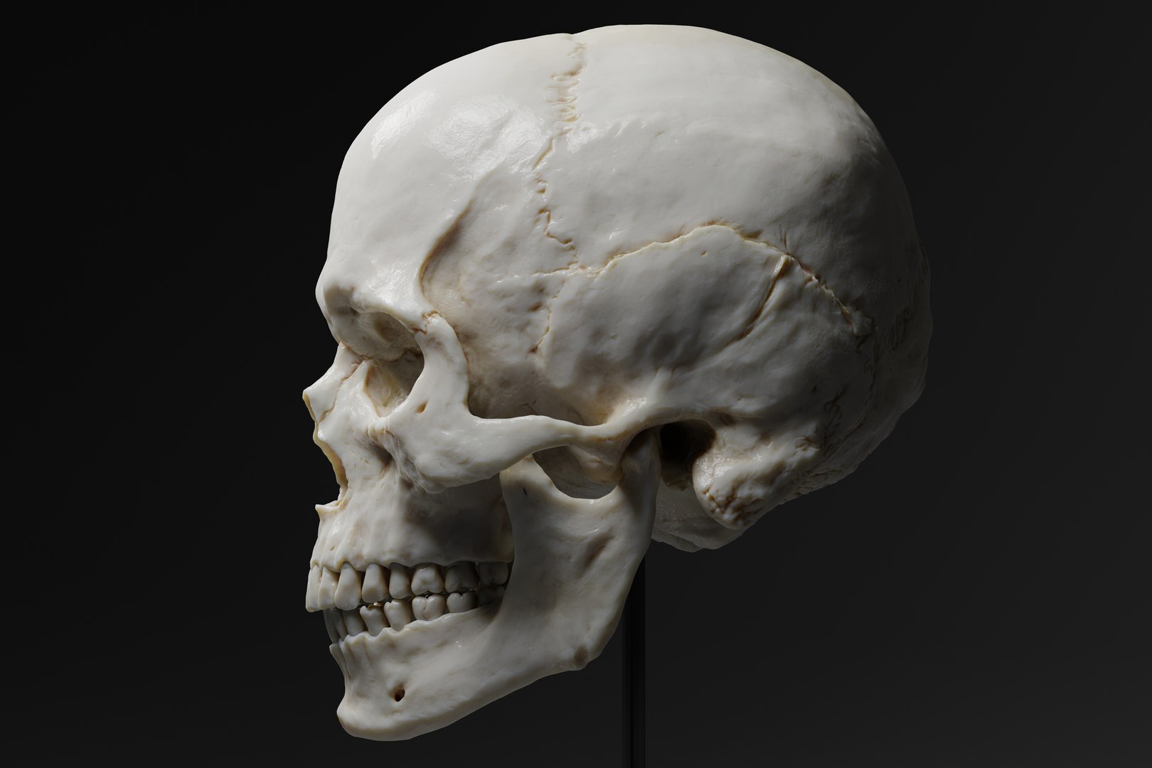 3D Realistic Human Skull Model - TurboSquid 1441169