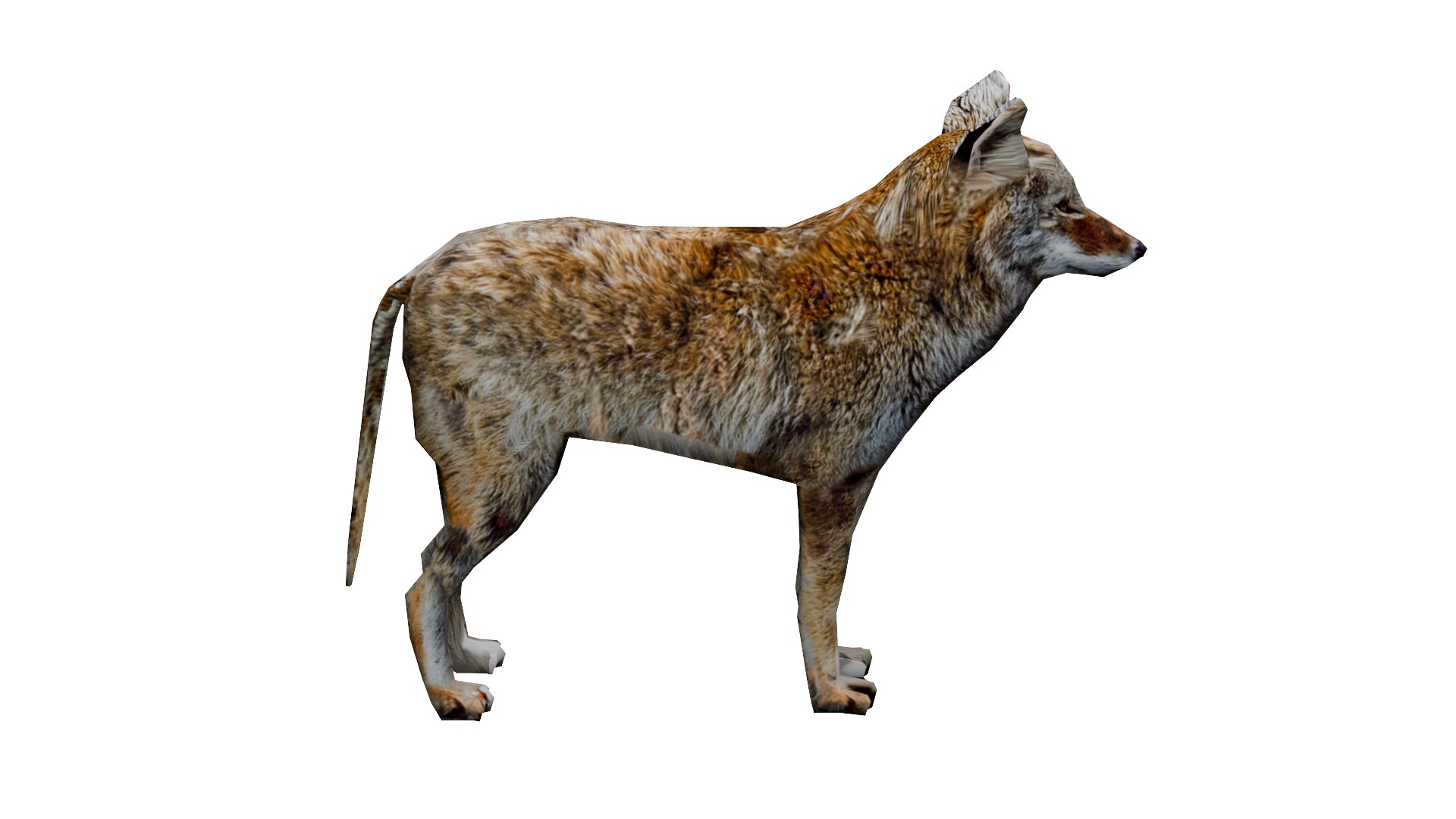 3D Coyote Low Poly - TurboSquid 2188909