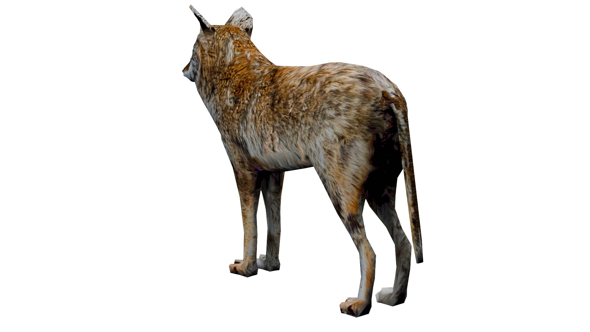 3D Coyote Low Poly - TurboSquid 2188909