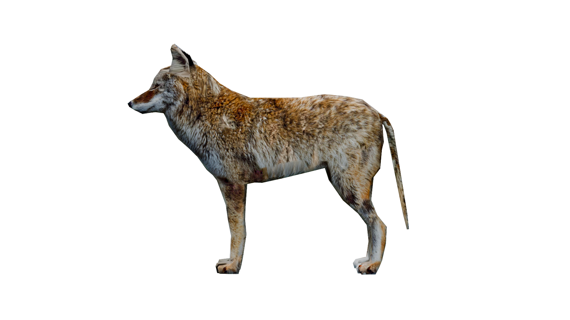 3D Coyote Low Poly - TurboSquid 2188909