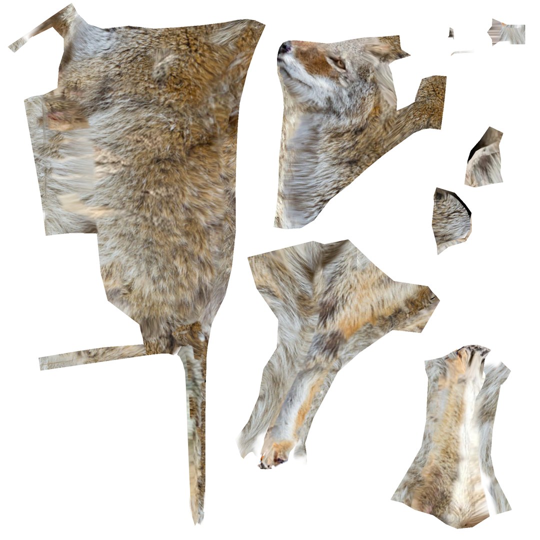 3D Coyote Low Poly - TurboSquid 2188909