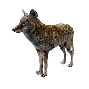 3D Coyote Models - Browse & Download Formats - TurboSquid