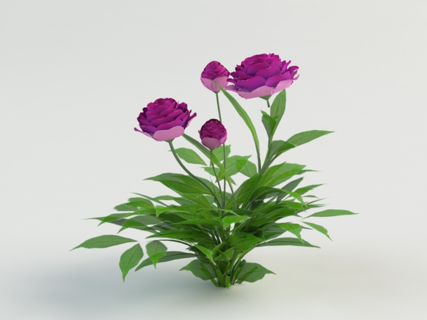 3d peony paeony