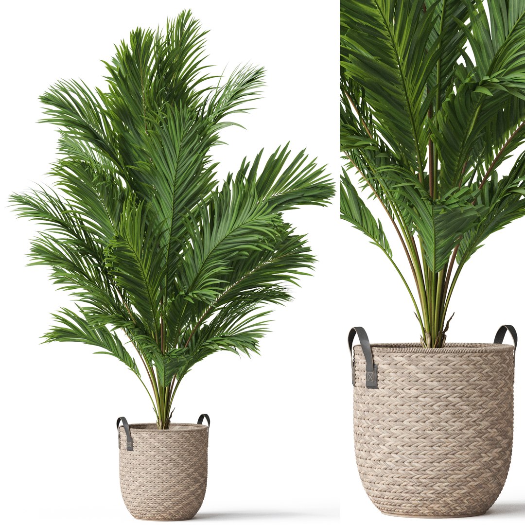 3D Model Plants Collection 796 - TurboSquid 1963614