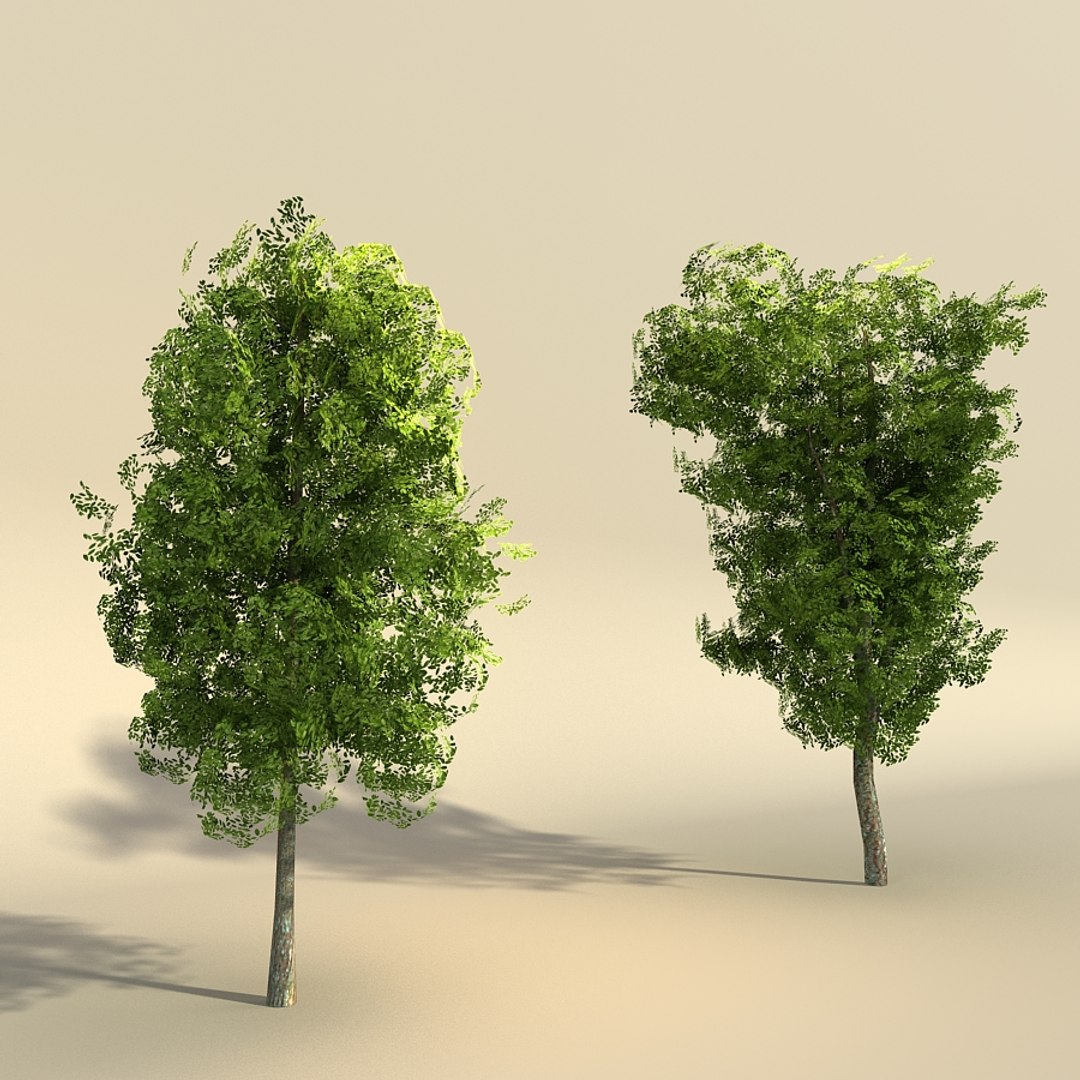 3d Set Elm Trees Polygonal