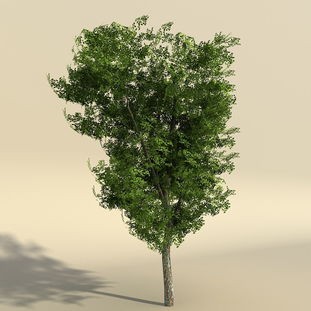 3d Set Elm Trees Polygonal
