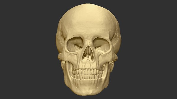 3D Skull 3D scan - TurboSquid 1959973