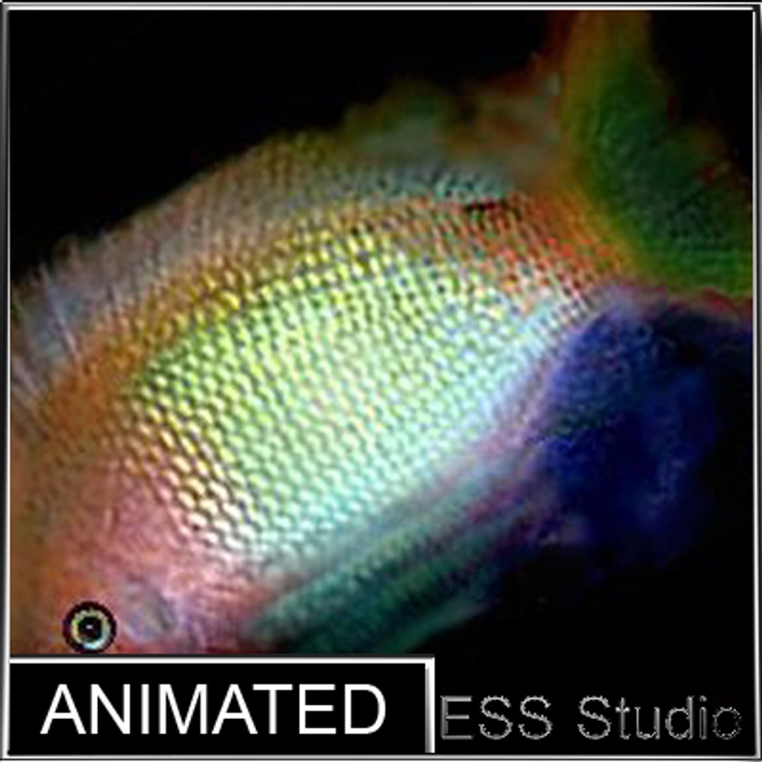 3d Model Tropical Fish
