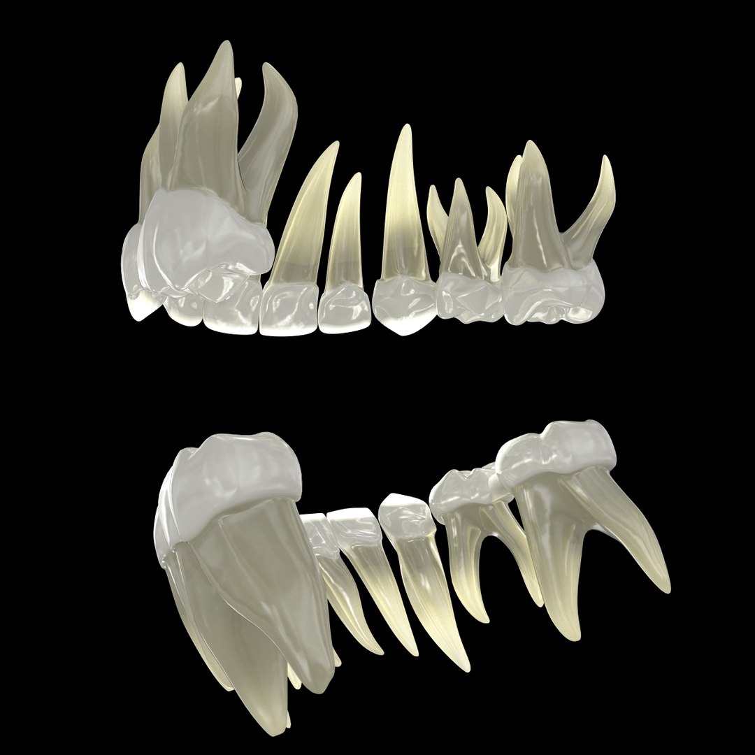 3ds Human Primary Teeth Gums