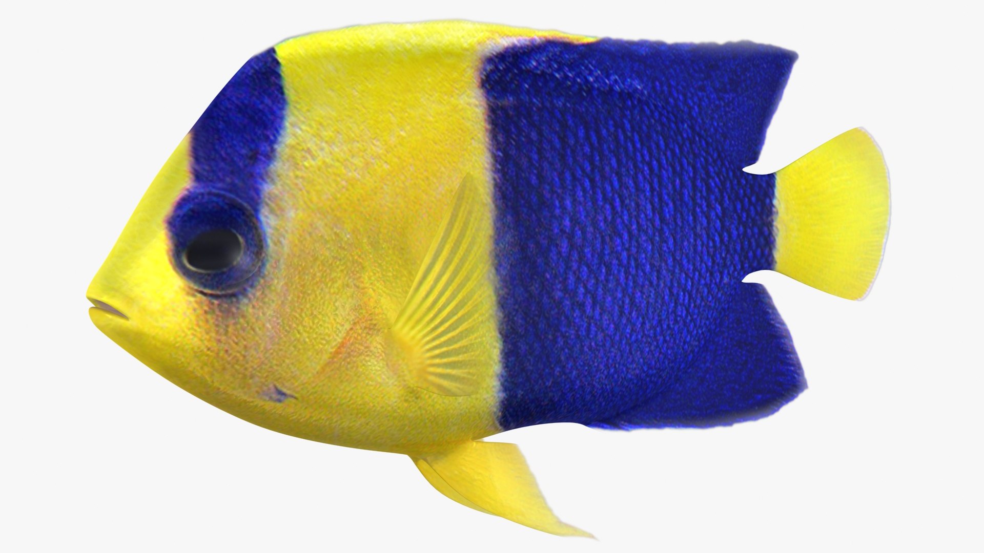 3D Bicolor Angelfish - TurboSquid 1516445