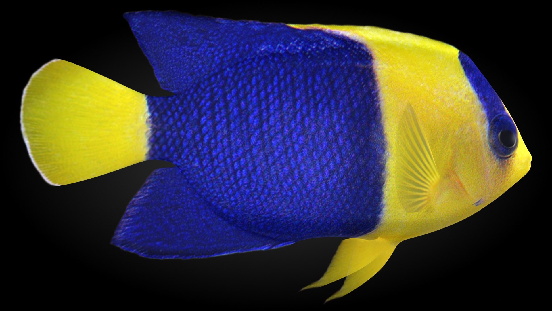 3D bicolor angelfish - TurboSquid 1516445