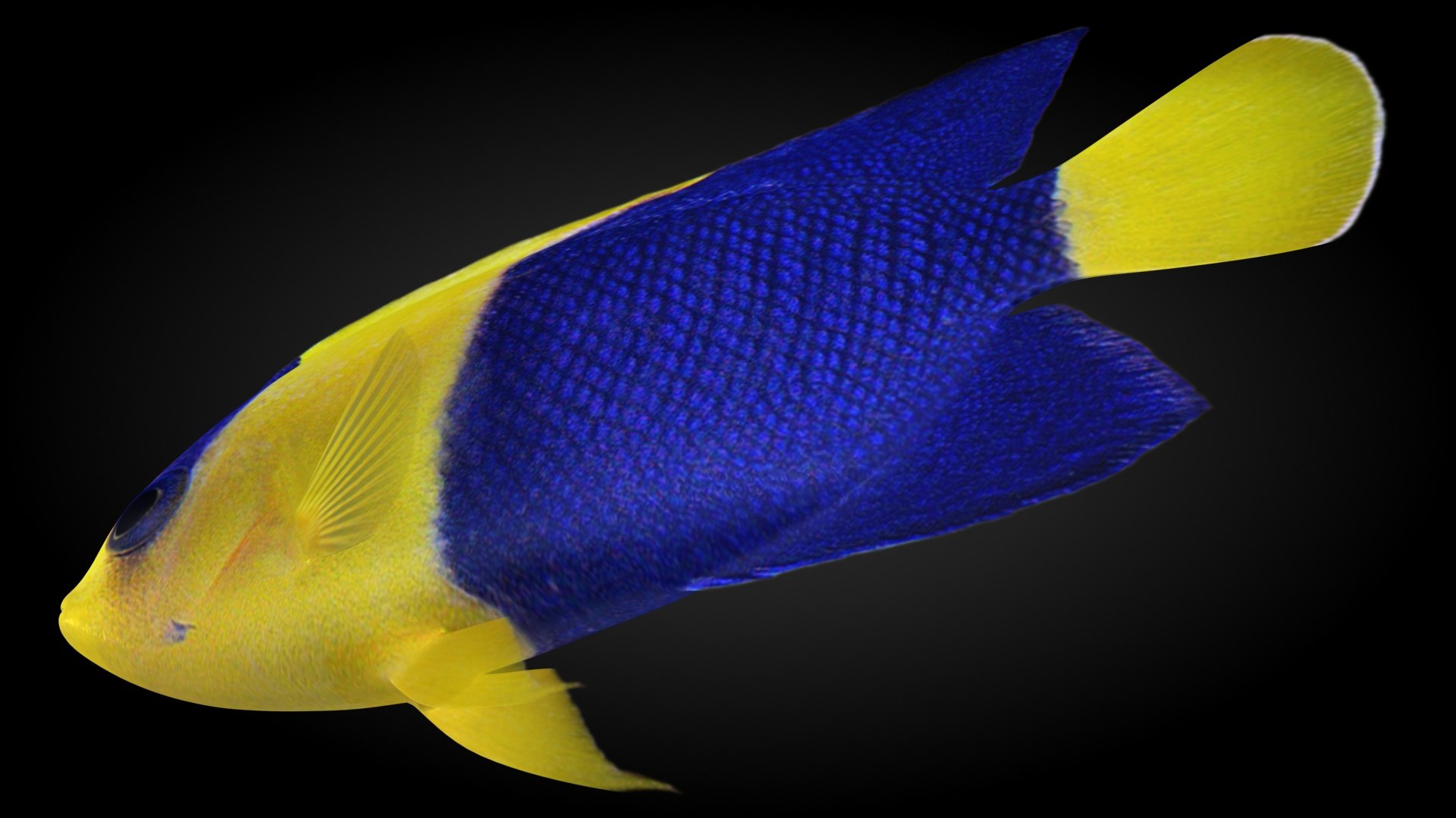 3D bicolor angelfish - TurboSquid 1516445