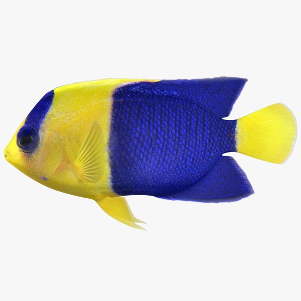 3D model blueface angelfish animation - TurboSquid 1514028
