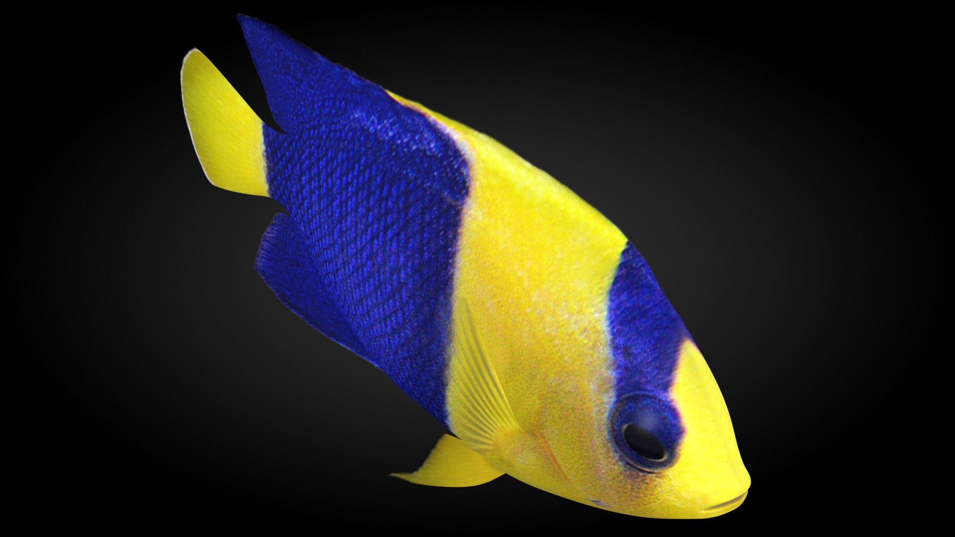 3D Bicolor Angelfish - TurboSquid 1516445