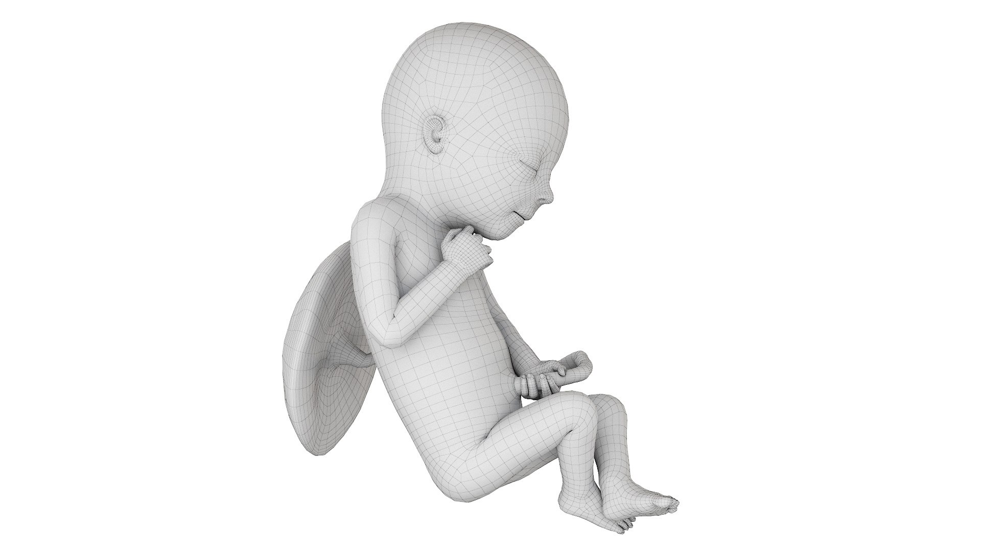 Fetus Anatomy Week 19 Animated 3D Model - TurboSquid 1811003