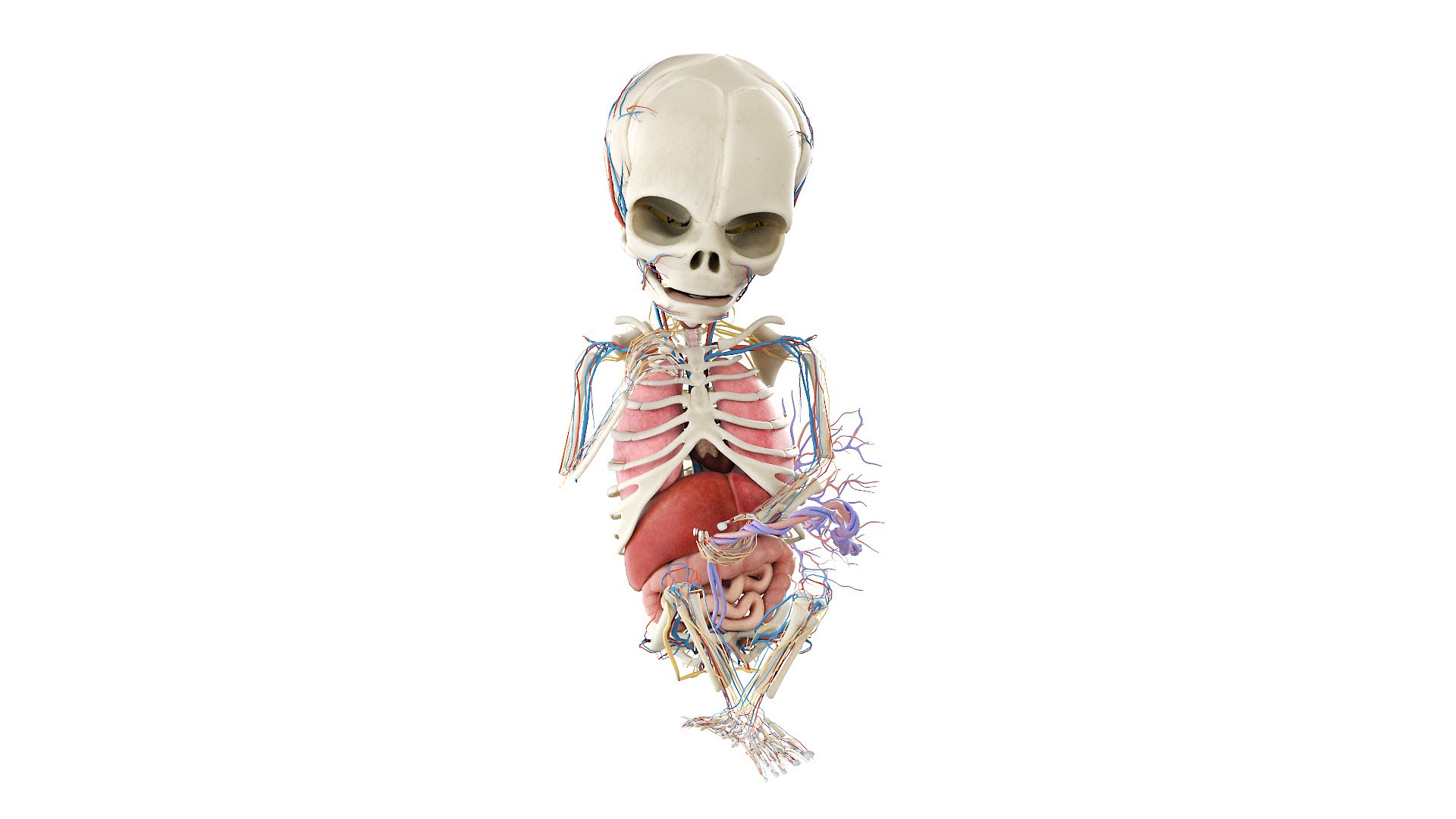 Fetus Anatomy Week 19 Animated 3D Model - TurboSquid 1811003