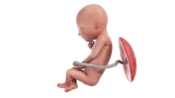 modelo 3d Anatomía del feto Semana 19 Animada - TurboSquid 1811003