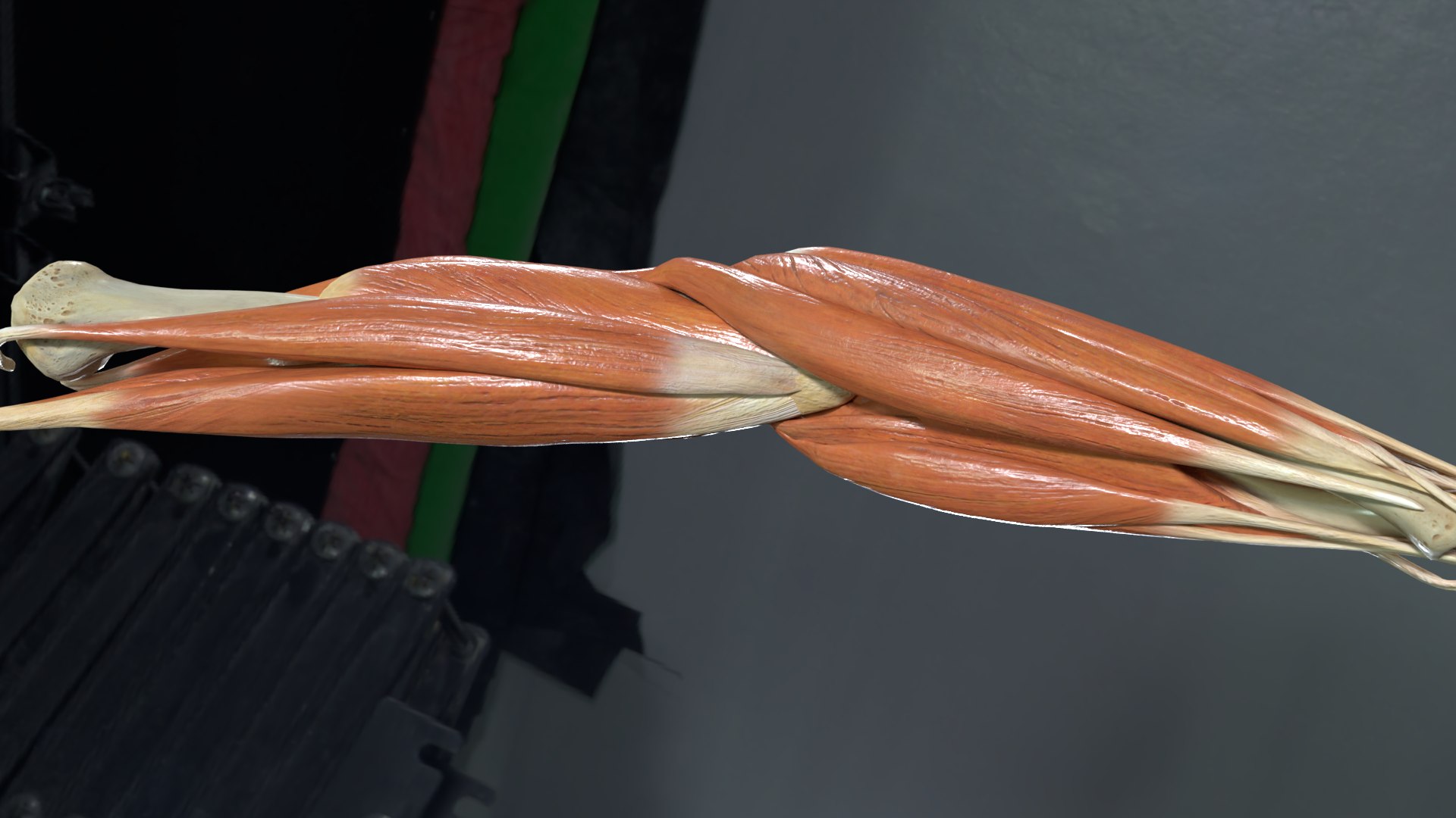 Elbow With Muscles And Ligaments 3D Model - TurboSquid 1814854