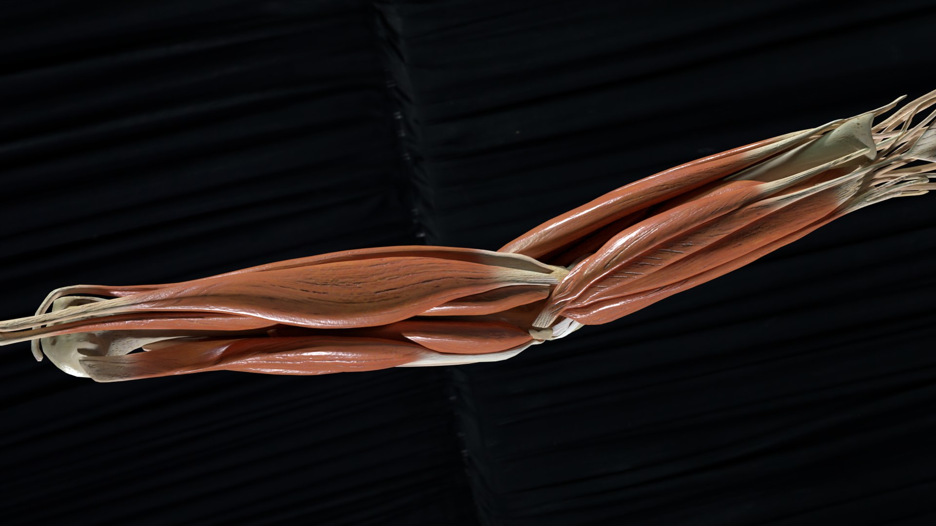 Elbow With Muscles And Ligaments 3D Model - TurboSquid 1814854