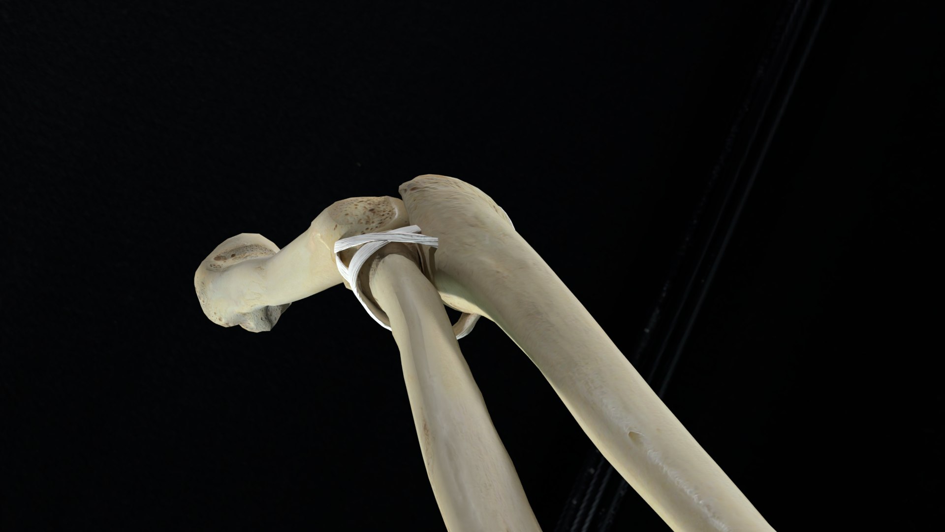 Elbow With Muscles And Ligaments 3D Model - TurboSquid 1814854