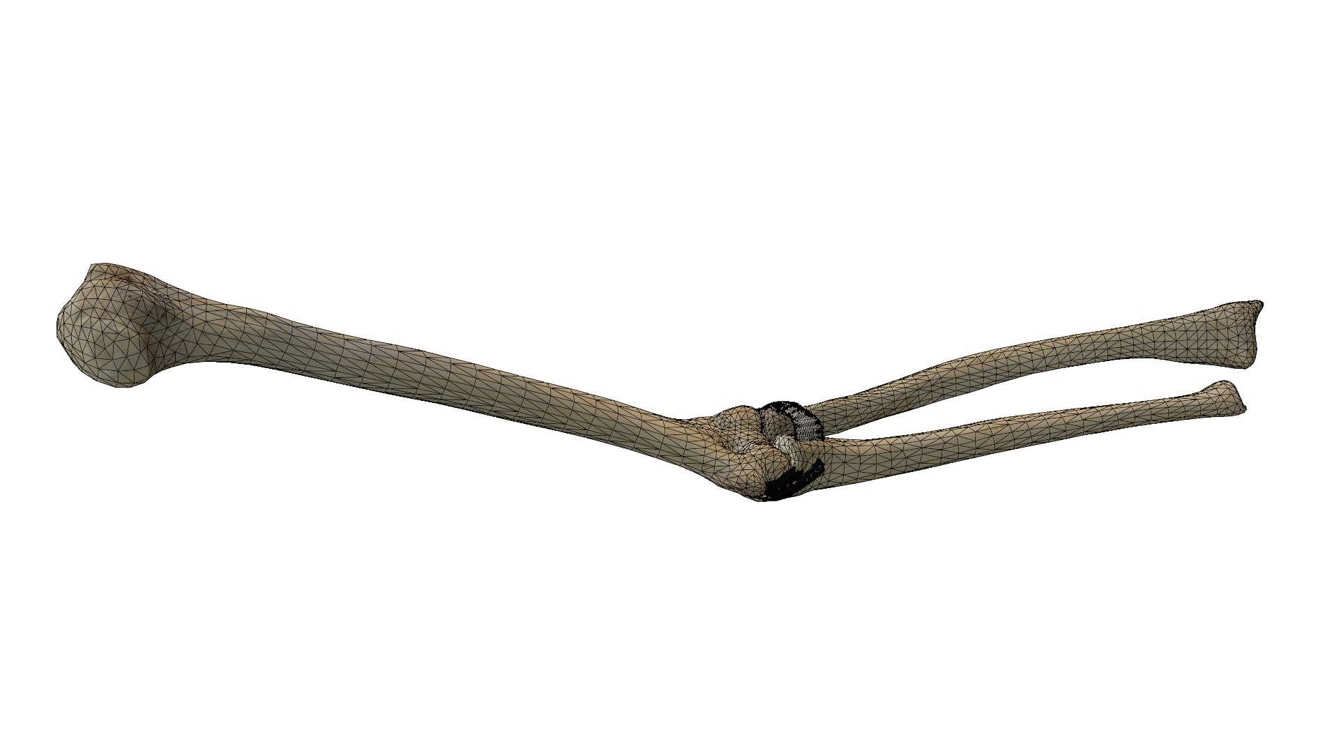 Elbow With Muscles And Ligaments 3D Model - TurboSquid 1814854