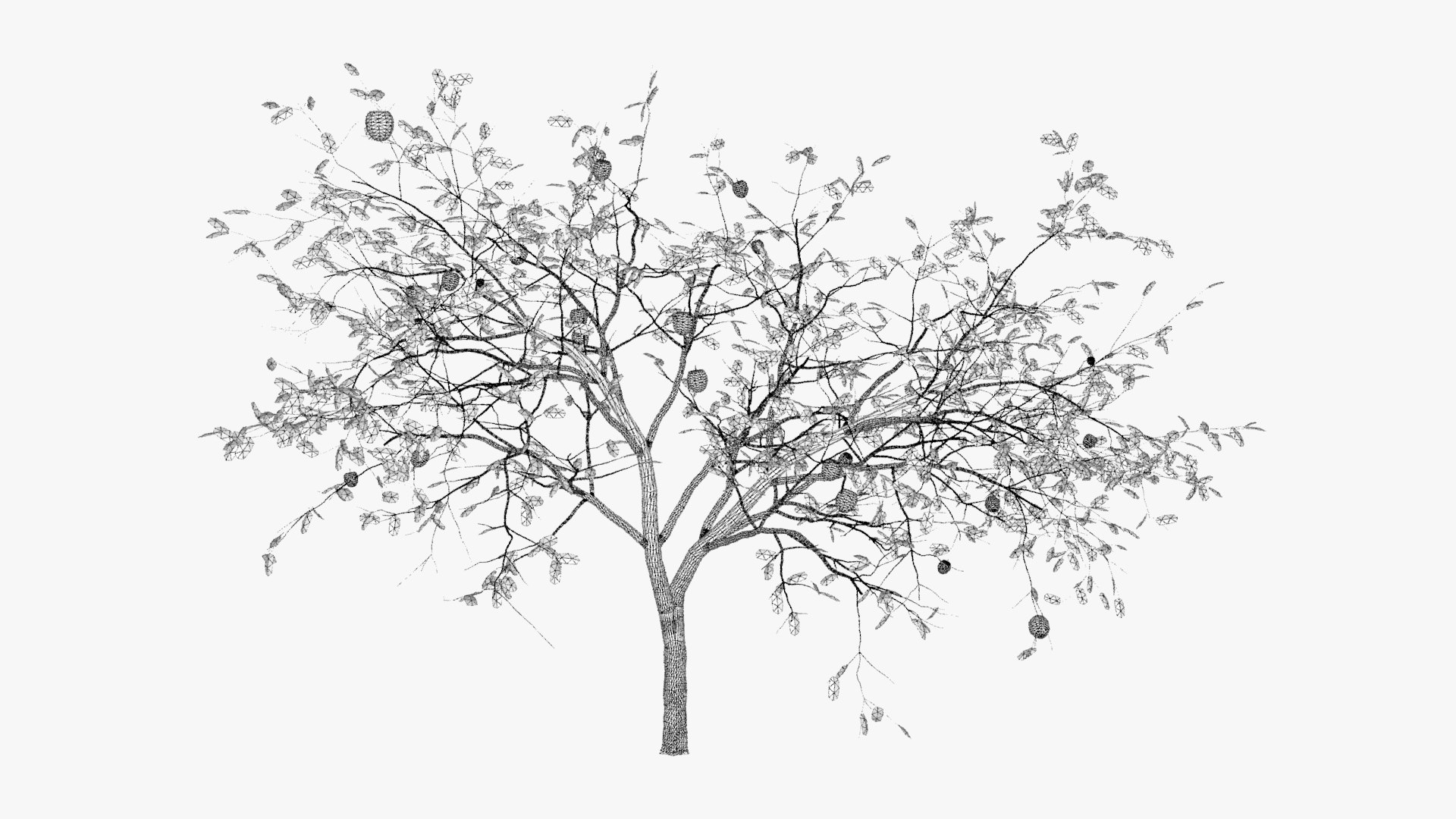 Diospyros Autumn Hight 3D - TurboSquid 1628799