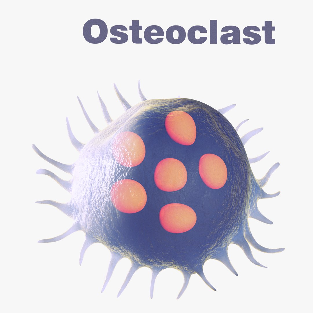 Bone Cell Osteo Cell Anatomy Pack 3D Model - TurboSquid 2082173