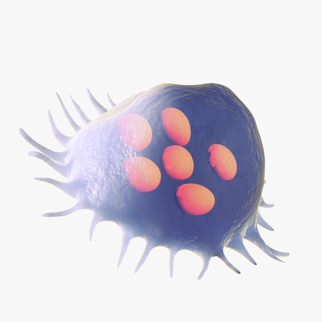 Bone Cell Osteo Cell Anatomy Pack 3D Model - TurboSquid 2082173