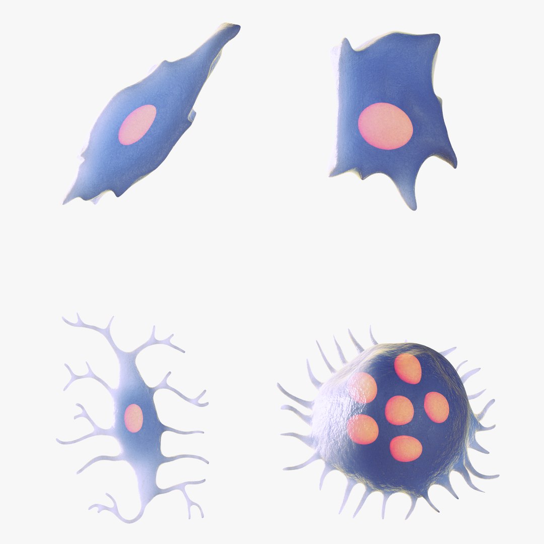 Bone Cell Osteo Cell Anatomy Pack 3D model - TurboSquid 2082173