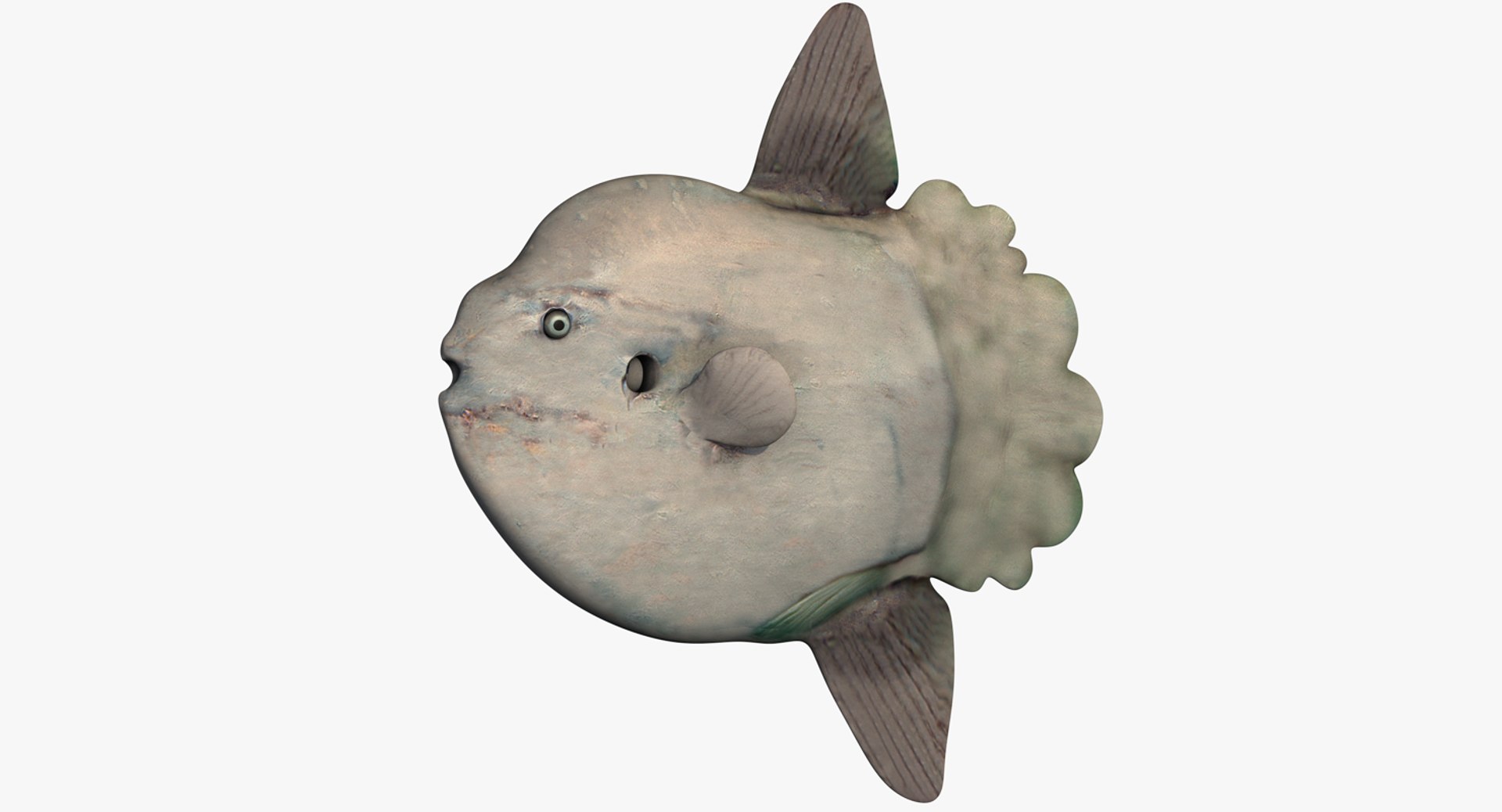 3D Enormous Ocean Sunfish Model - TurboSquid 1231945