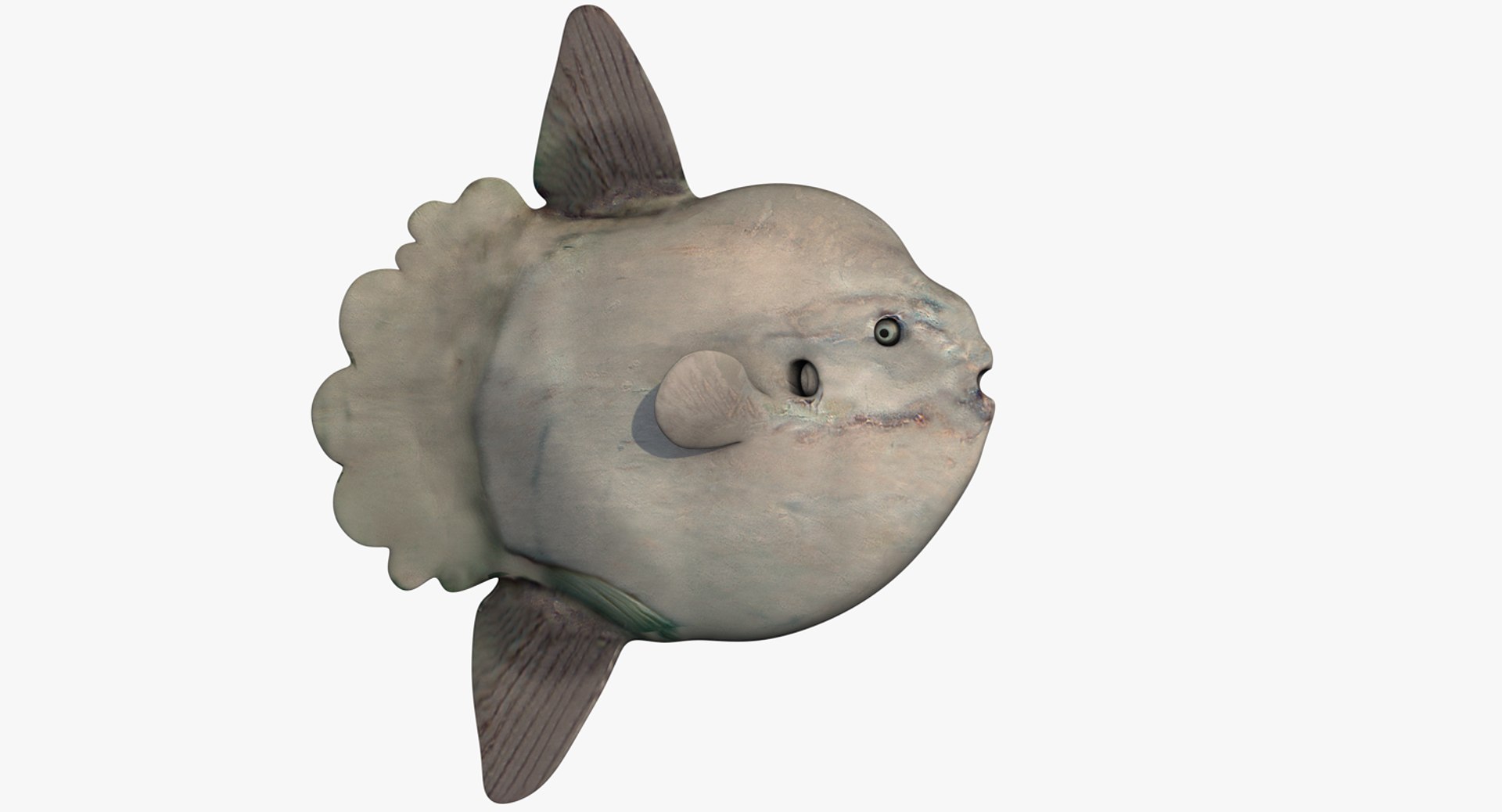 3D Enormous Ocean Sunfish Model - TurboSquid 1231945