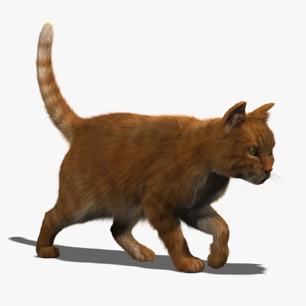 Animated Cat 3D Models for Download | TurboSquid