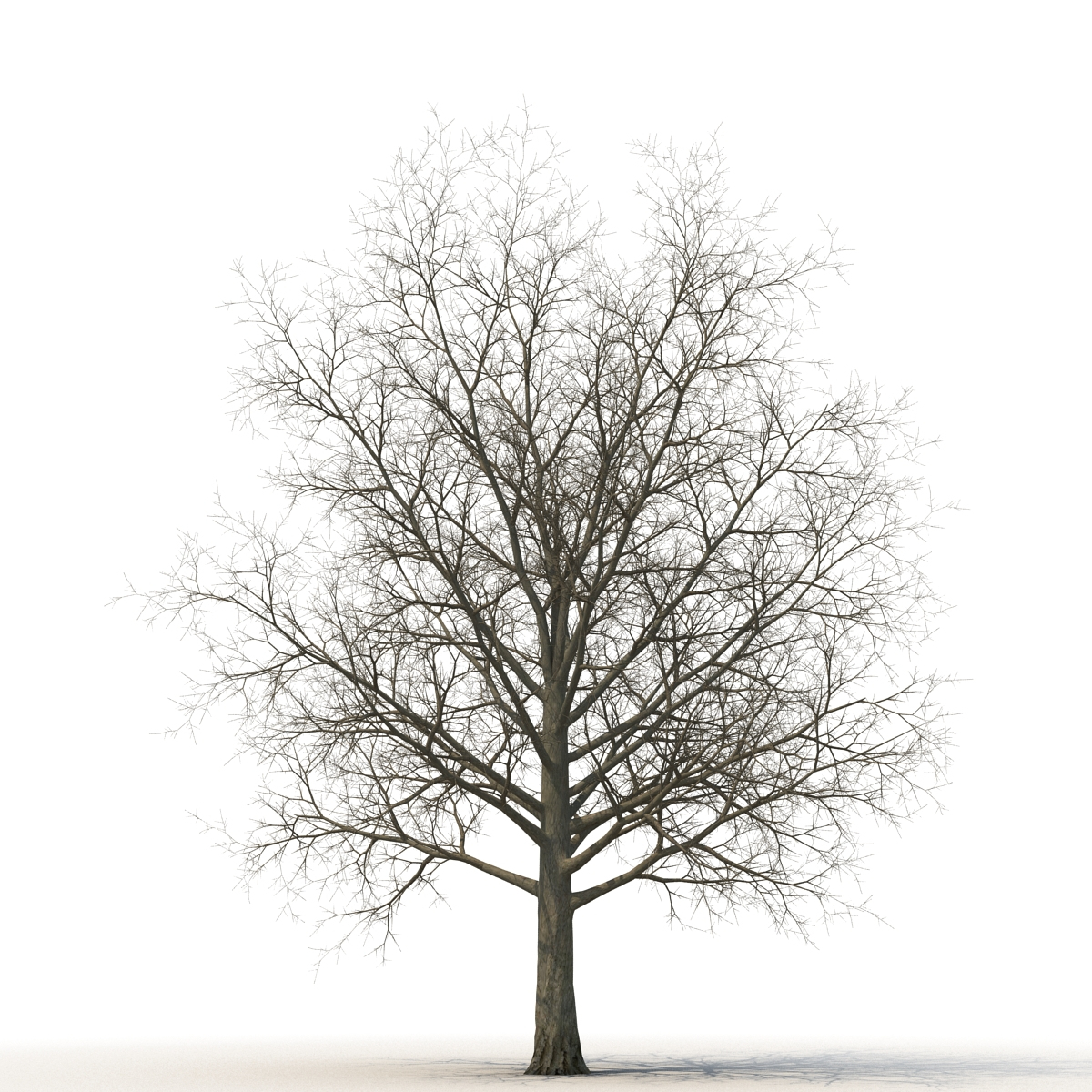 Winter trees 5 3D model - TurboSquid 1526147